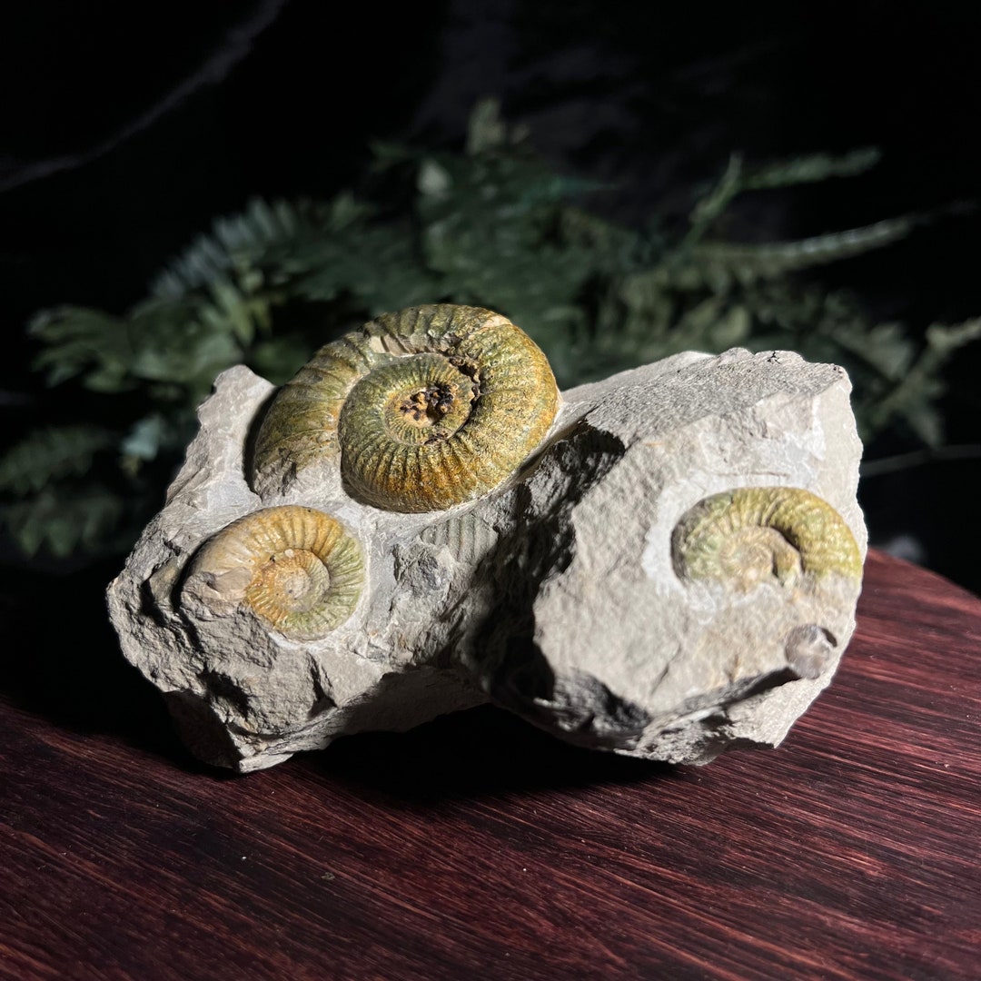 Ammonite Fossils Specimen - Etsy