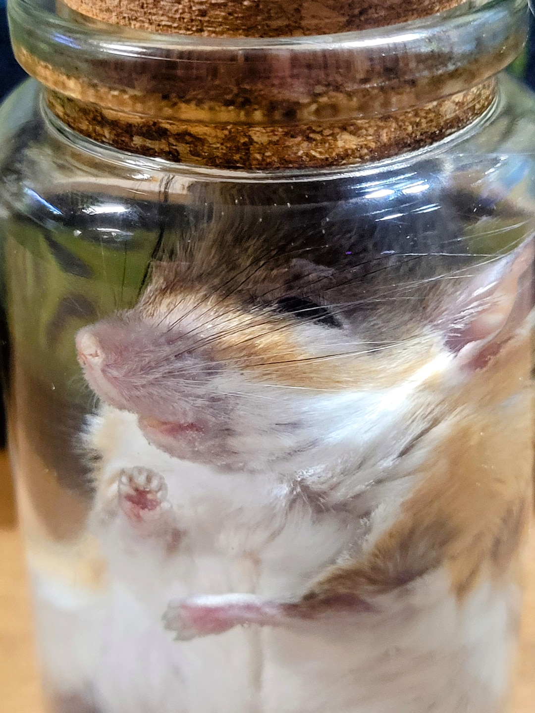 Egyptian Spiny Mouse Wet Specimen - Etsy