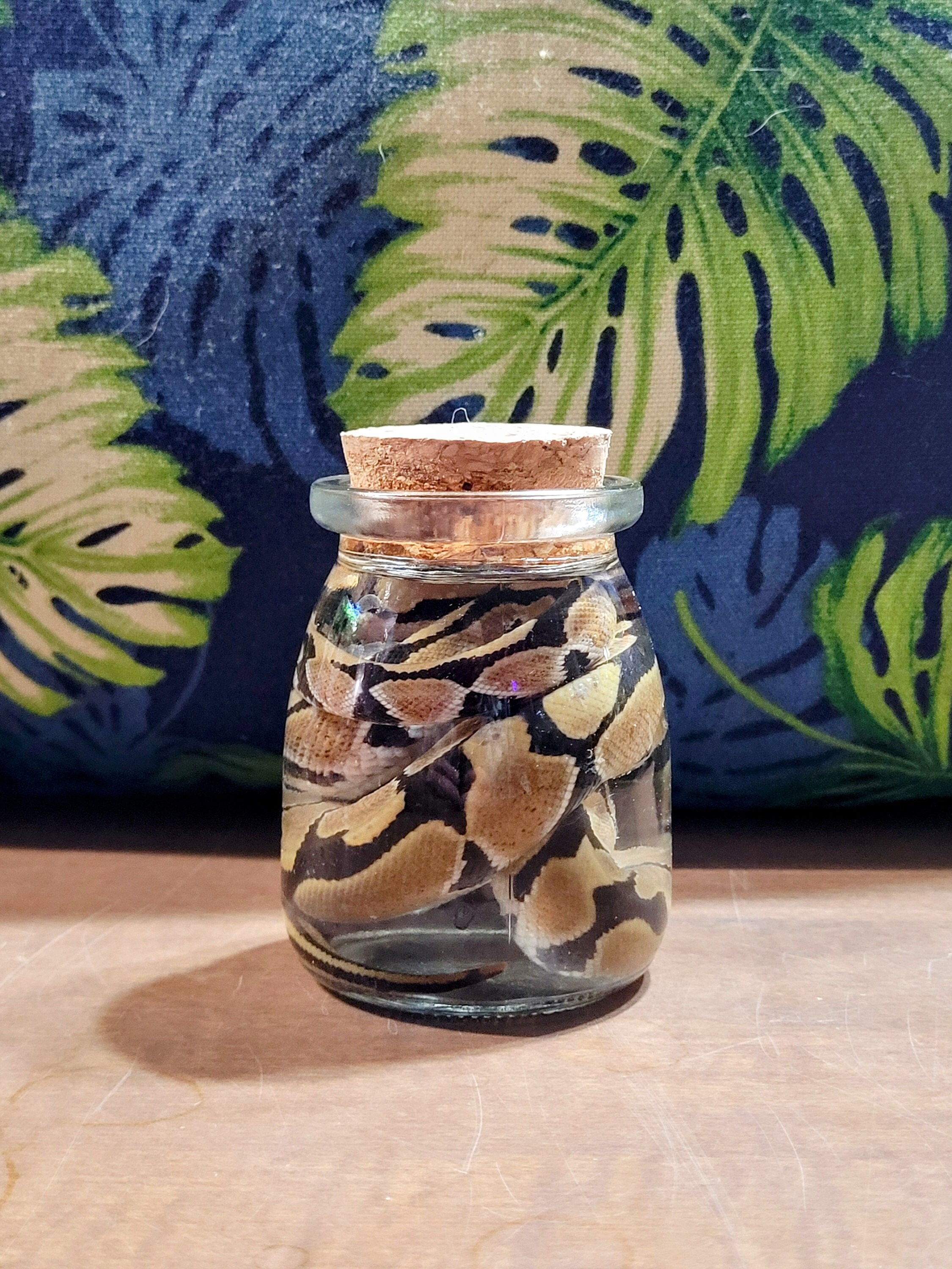 Ball Python Wet Specimen - Etsy