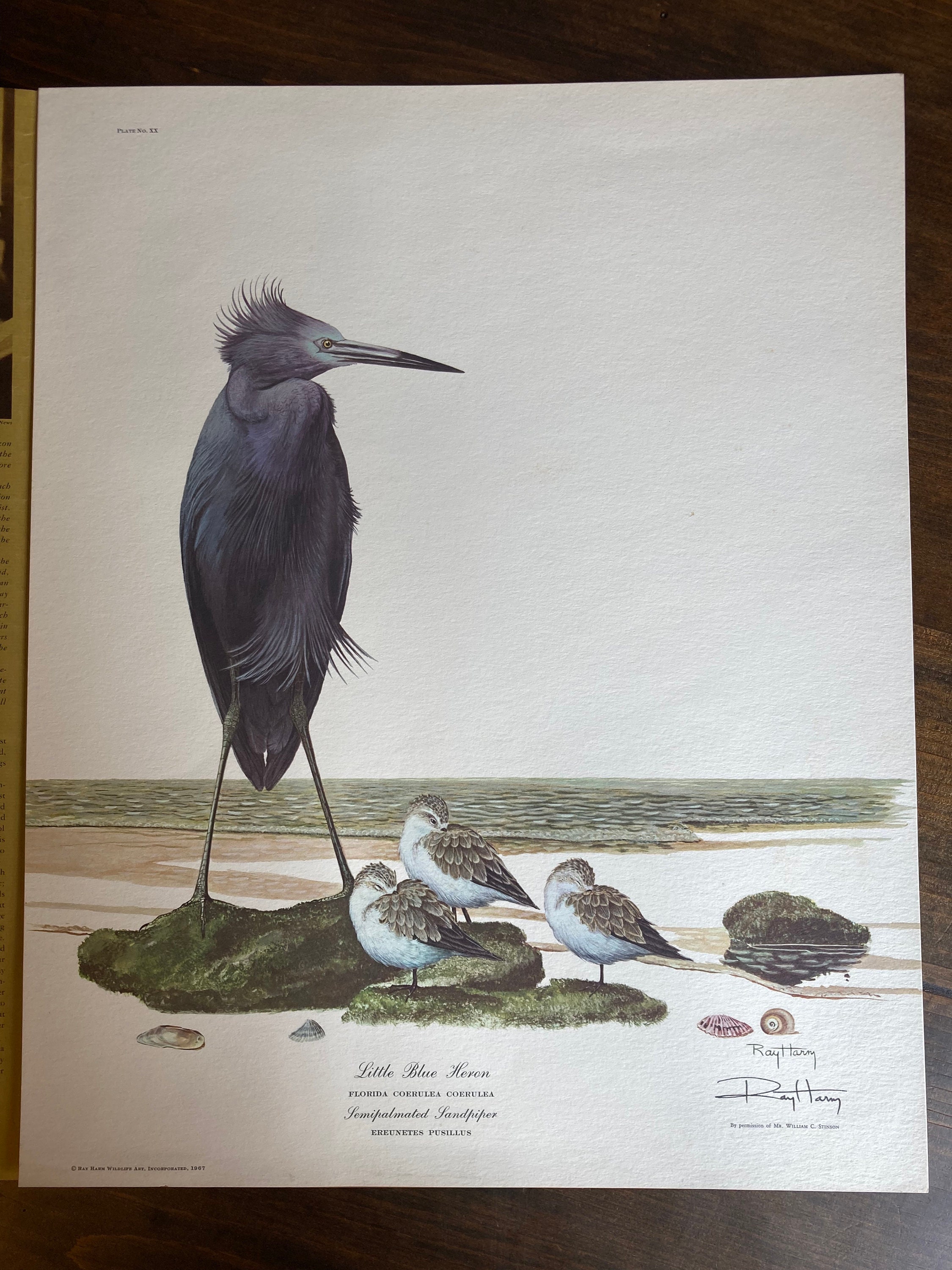 Ray Harm Print little Blue Heron and Semipalmated | Etsy UK