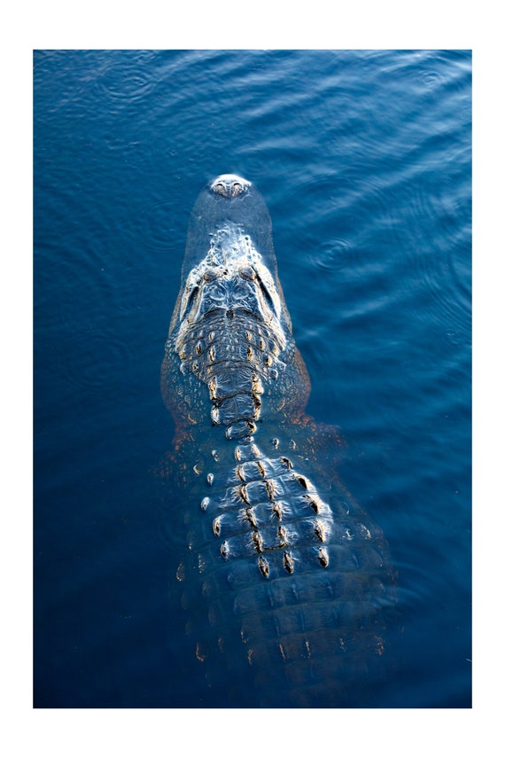 Bull Gator Alligator Wildlife Photo Print | Etsy