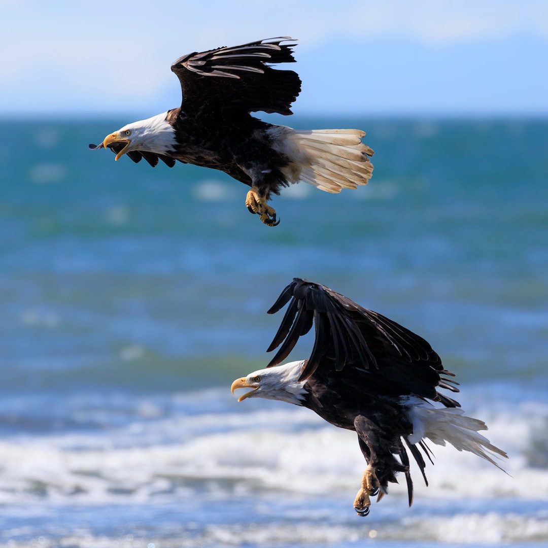 Bald Eagle Photography Print – Wildlife Wall Art – Alaska - Etsy