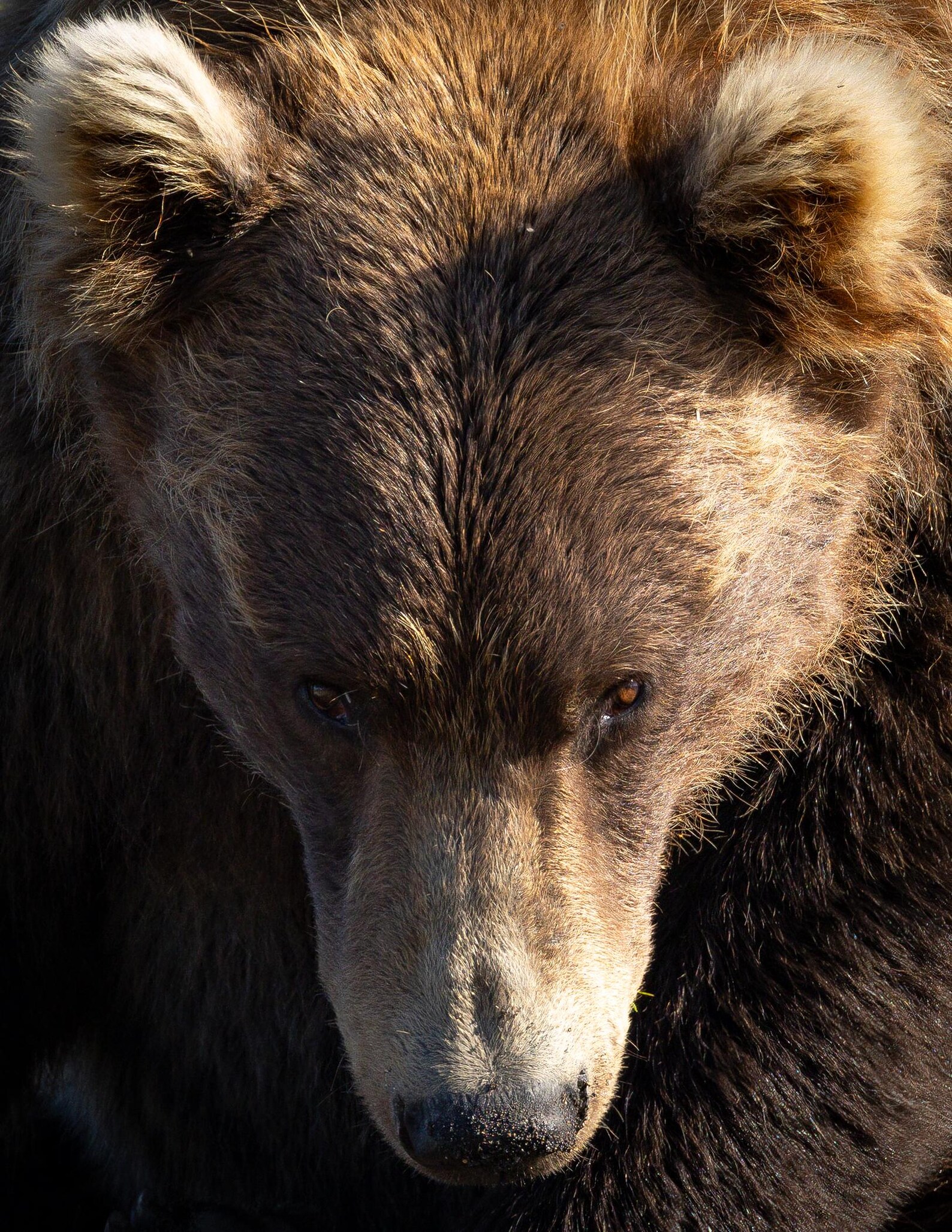 Grizzly Bear Photography Print – Wildlife Wall Art – Katmai National ...