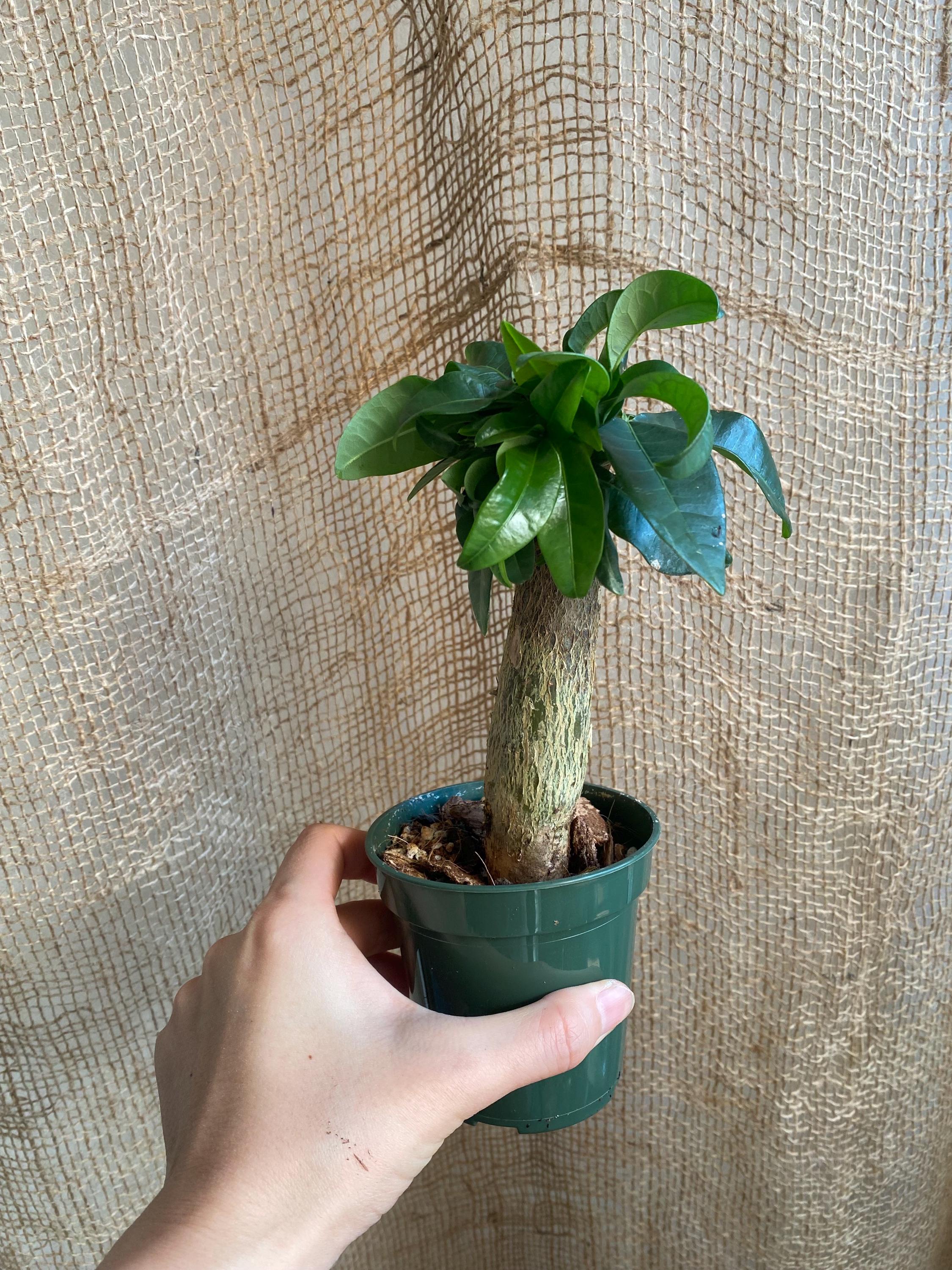 Pachira Money Tree Stump: Live Bonsai Indoor Plant for Luck - Etsy