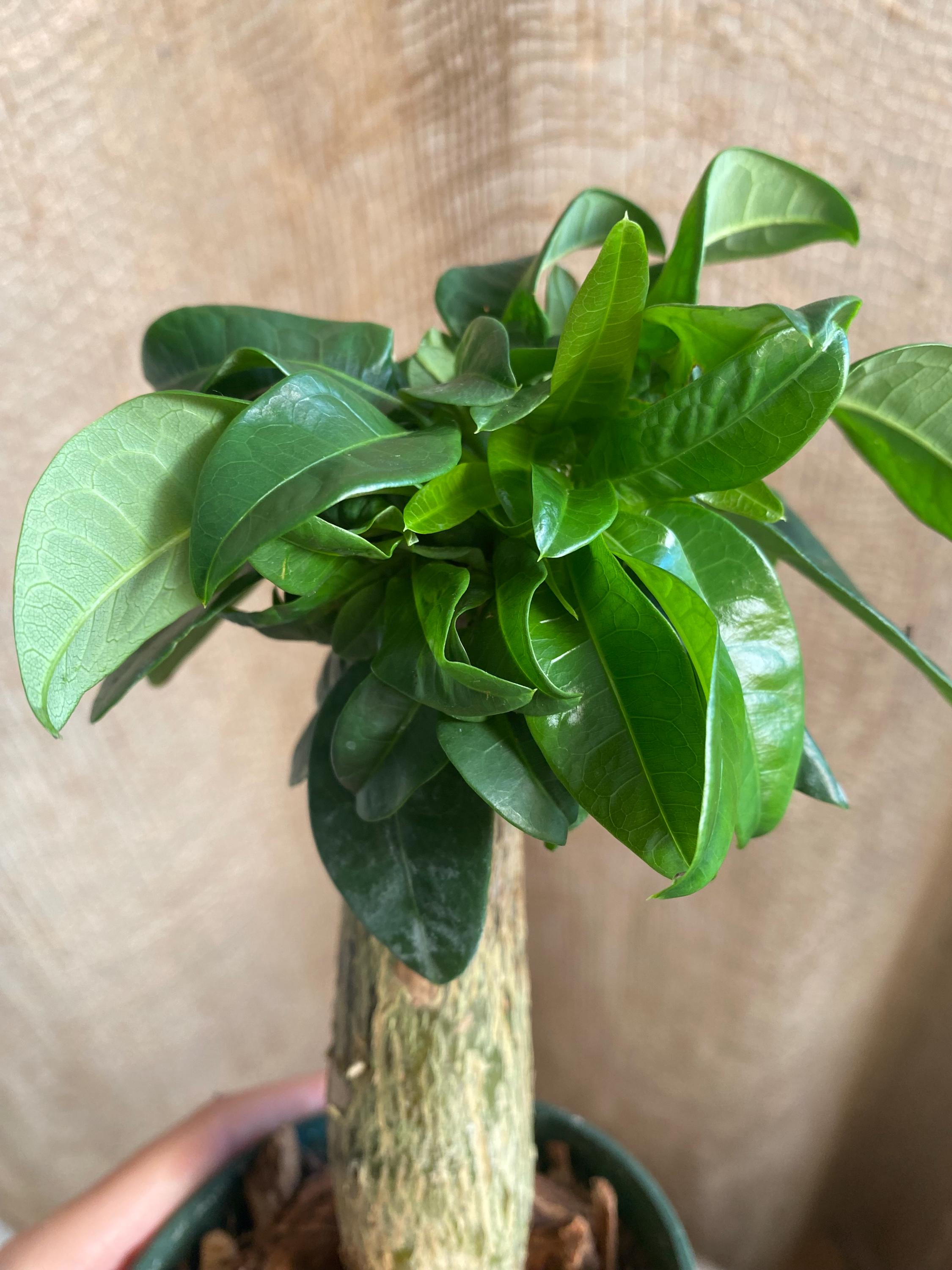 Pachira Money Tree Stump: Live Bonsai Indoor Plant for Luck - Etsy