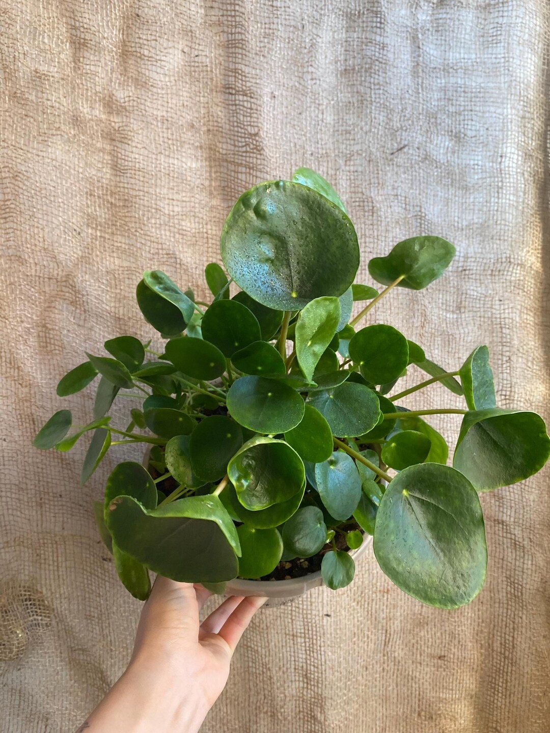 Pilea Peperomioides Friendship Plant - Etsy