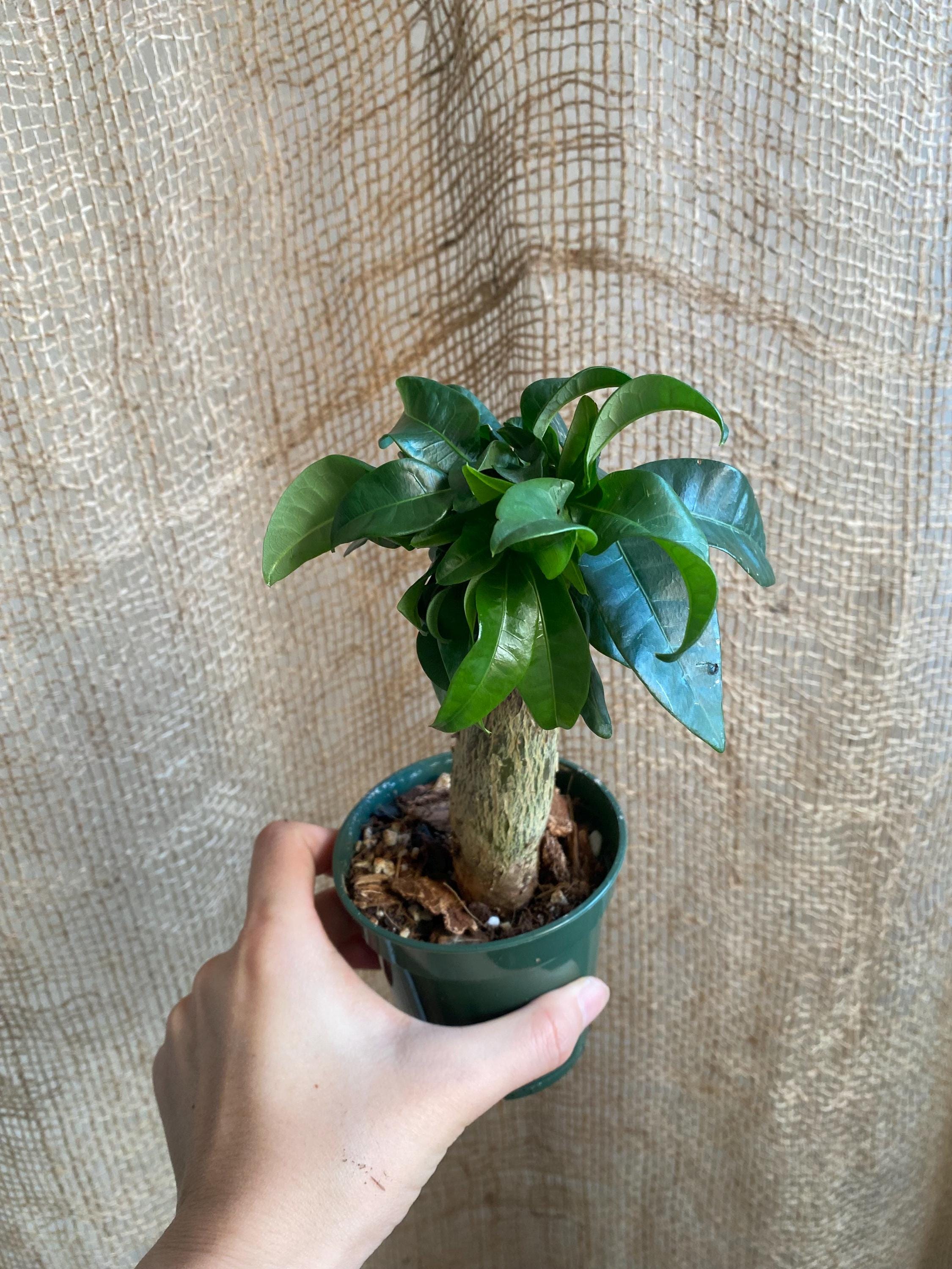 Pachira Money Tree Stump: Live Bonsai Indoor Plant for Luck - Etsy