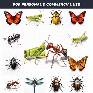 Insect Clipart, Beetle Png, Butterfly Png, Ladybug Png, Butterfly ...