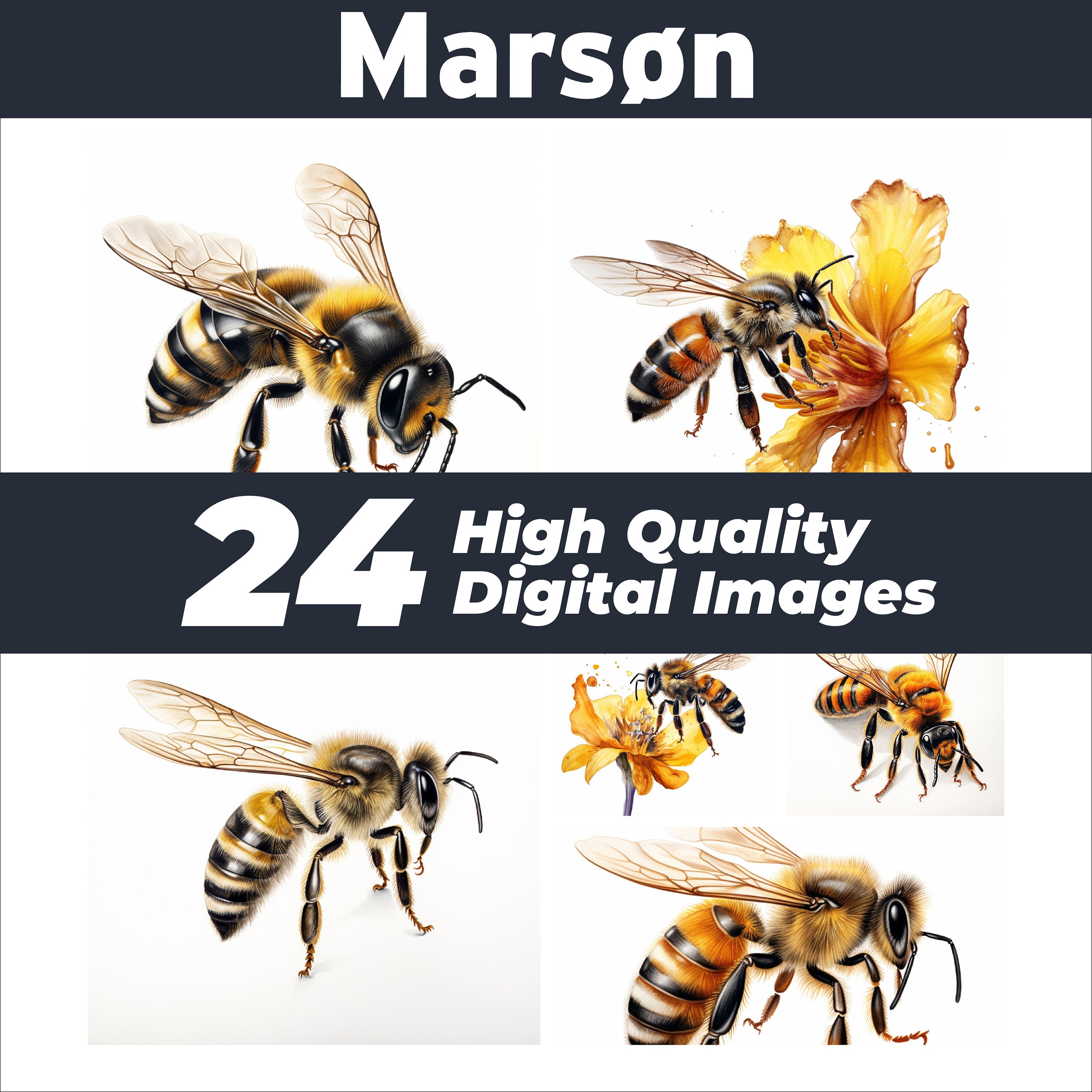 Bees, Bee, 24 Bee IMAGES Clipart, Animal, Insects, Flying Insects, Bee ...