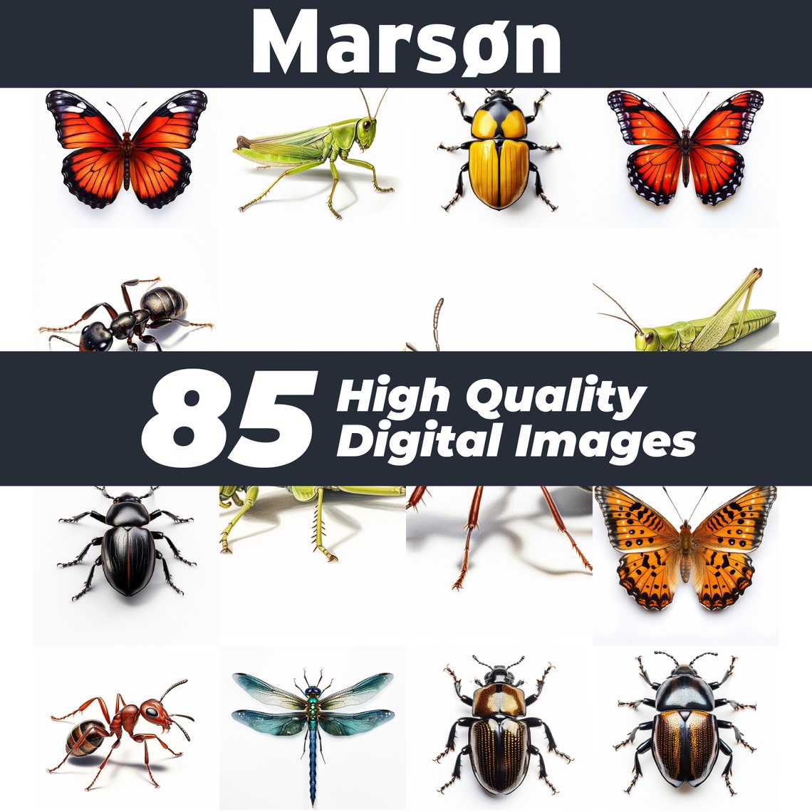 Insect Clipart, Beetle Png, Butterfly Png, Ladybug Png, Butterfly ...