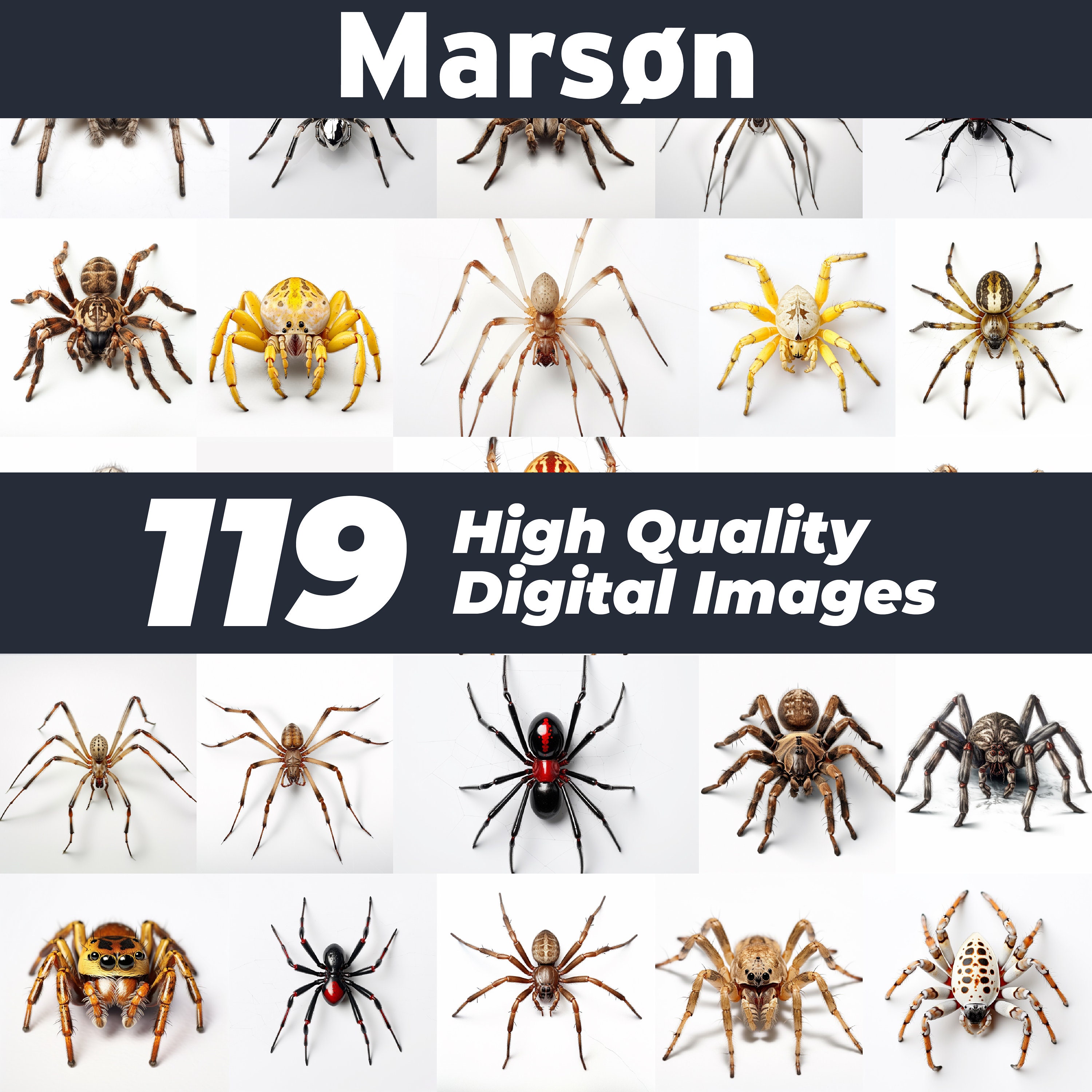 Spider Png, Cute Spider Clipart, Tarantula Png, Spider Clipart ...