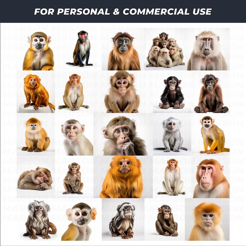 Monkeys, Chimpanzee Clipart, Chimp Clipart, Chimpanzee Png, Monkey ...