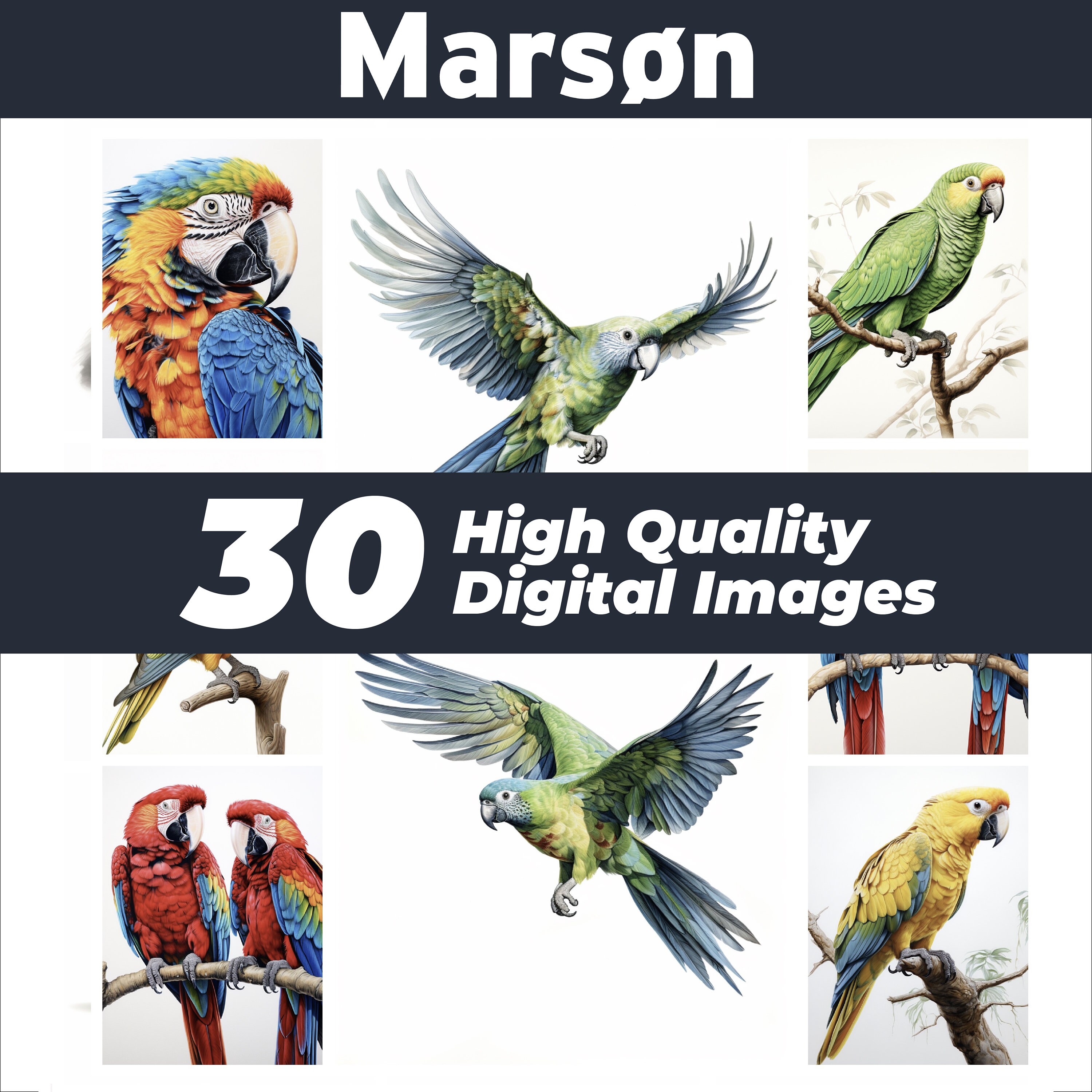 Parrots Clipart, Macaws, Tropical Birds Bundle PNG, Jungle Birds ...