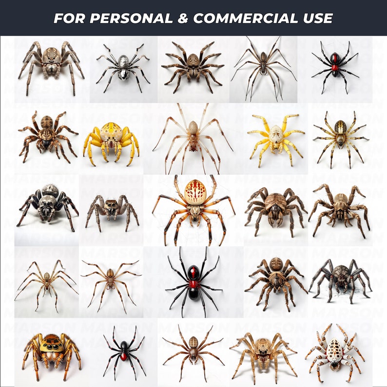 Spider Png, Cute Spider Clipart, Tarantula Png, Spider Clipart ...
