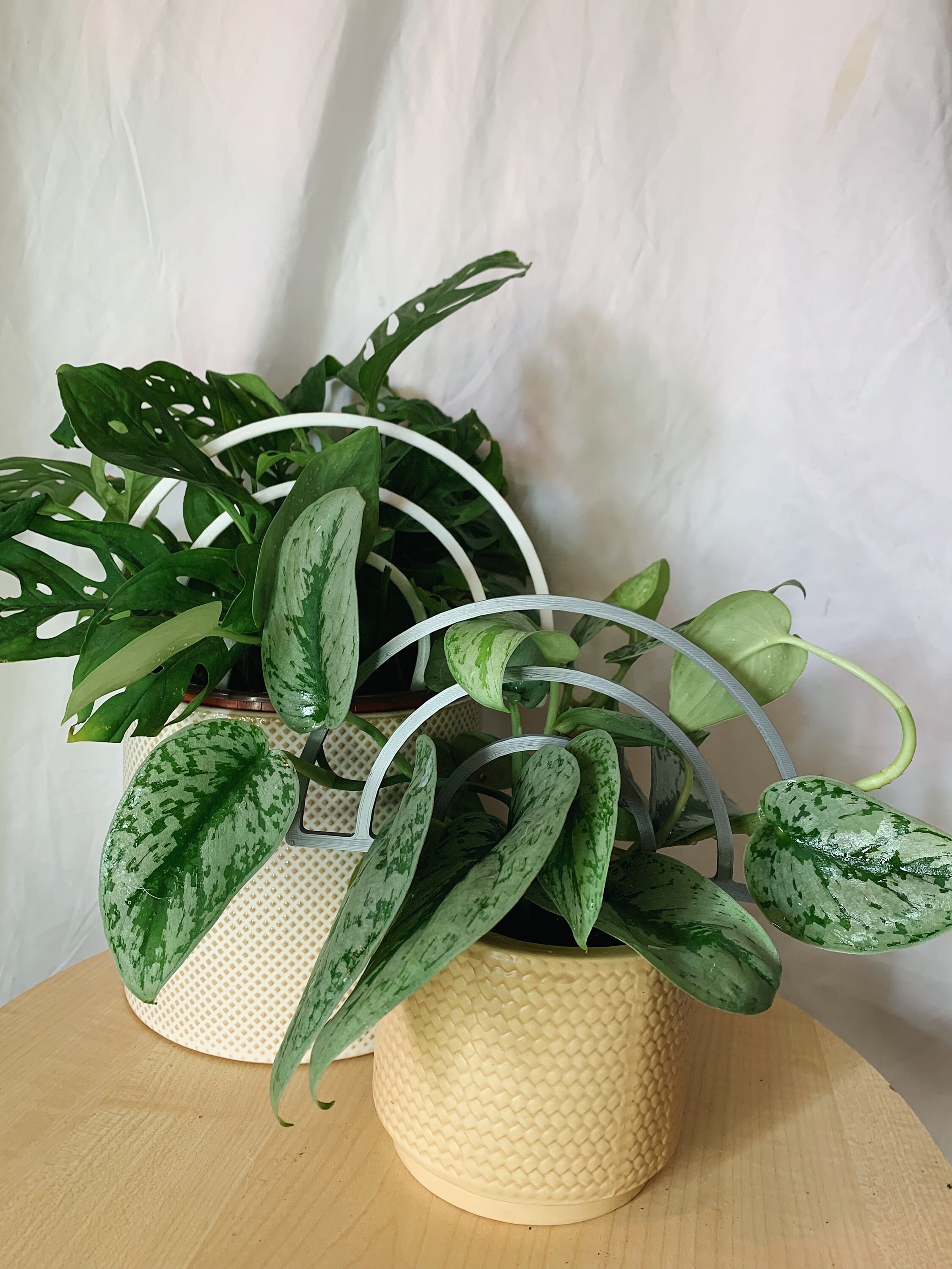 Arches / Rainbow 3D Printed Plant Trellis - Etsy