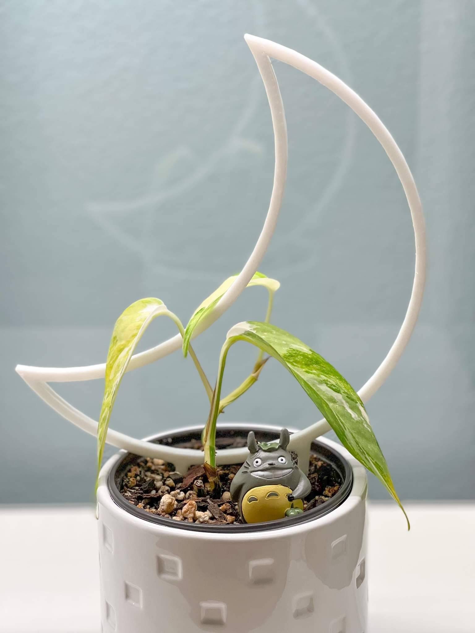 Moon 3D Printed Plant Trellis / Indoor Houseplant Trellis - Etsy