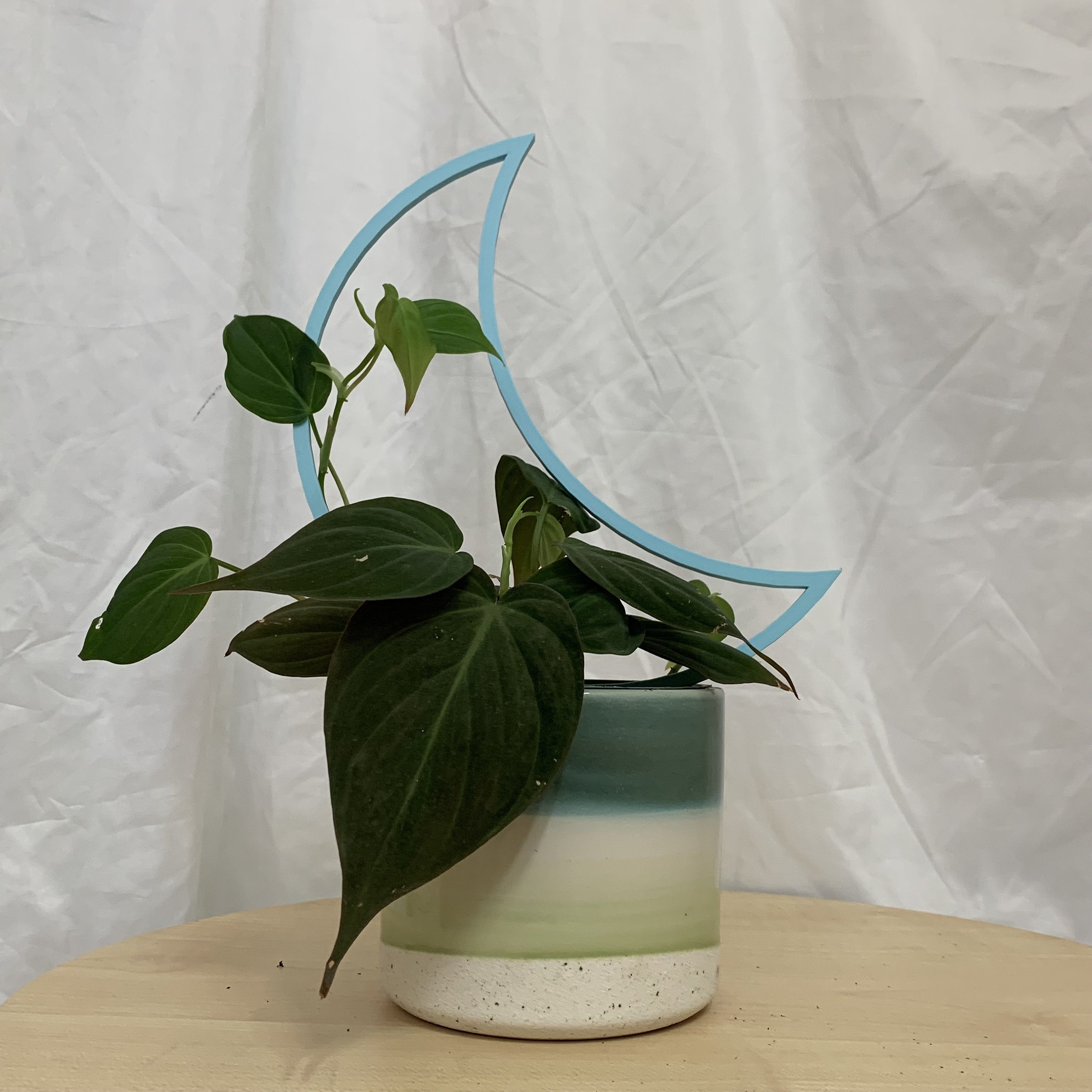 Moon 3D Printed Plant Trellis / Indoor Houseplant Trellis - Etsy