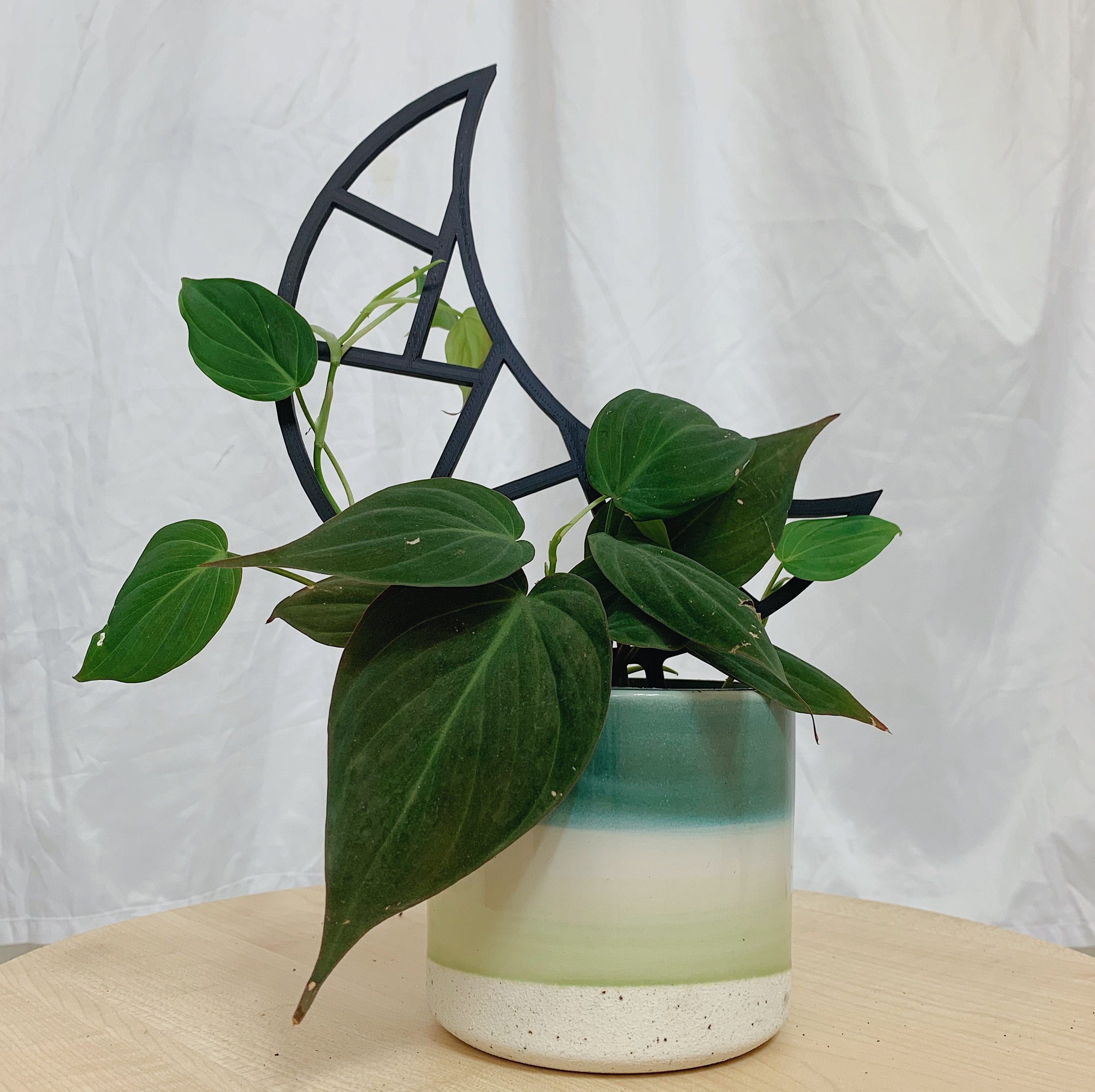 Moon 3D Printed Plant Trellis / Indoor Houseplant Trellis - Etsy