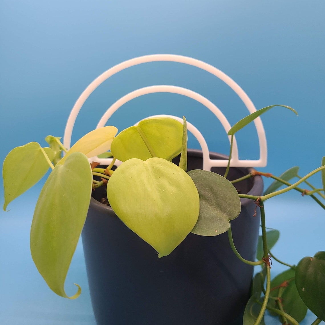 Arches / Rainbow 3D Printed Plant Trellis | Etsy