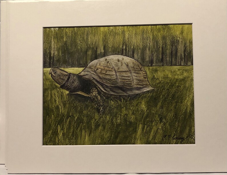 Eastern Box Turtle in Watercolor - Etsy
