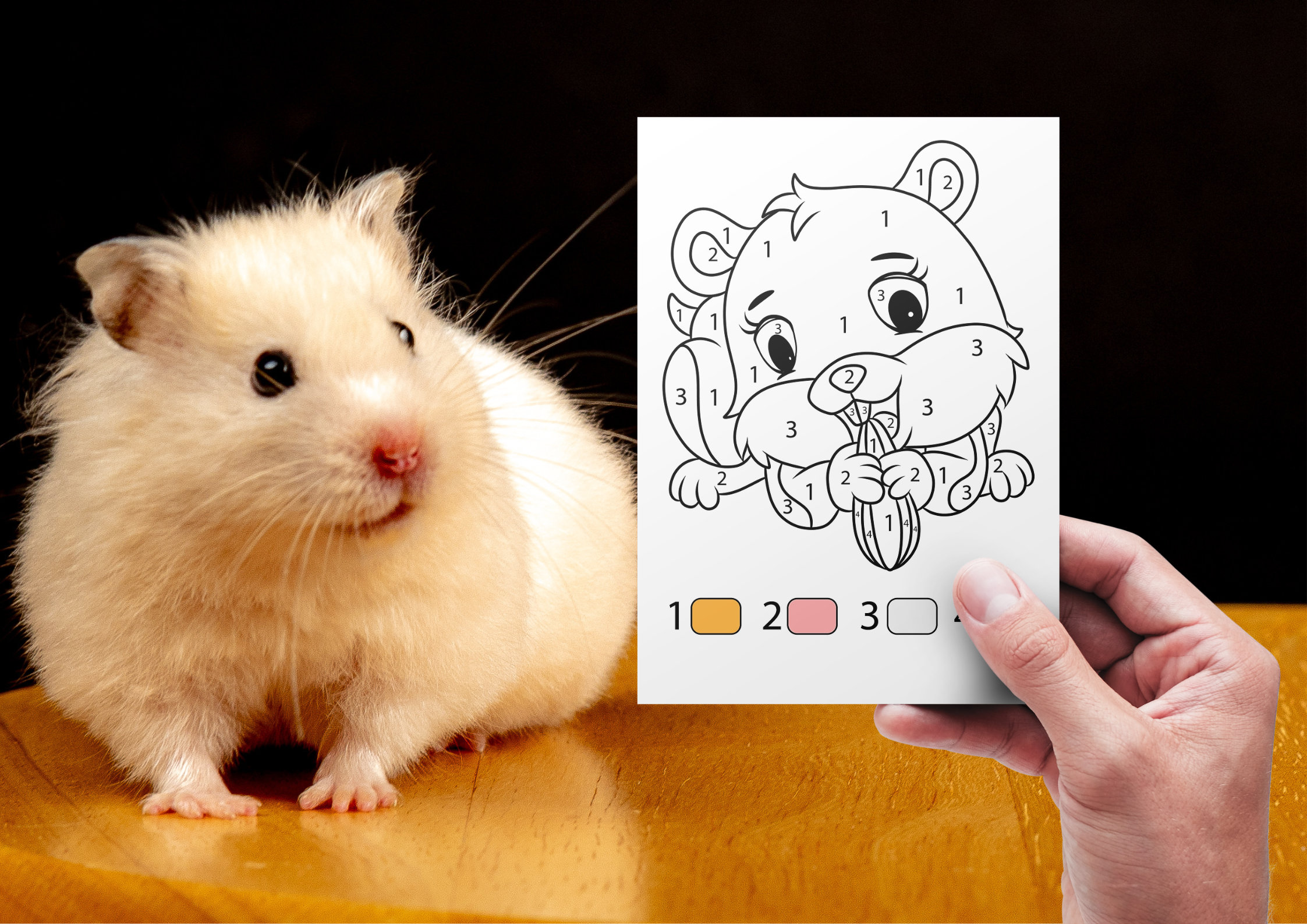 Cute Hamster Coloring by Number for Kids 10 Printable Pages - Etsy