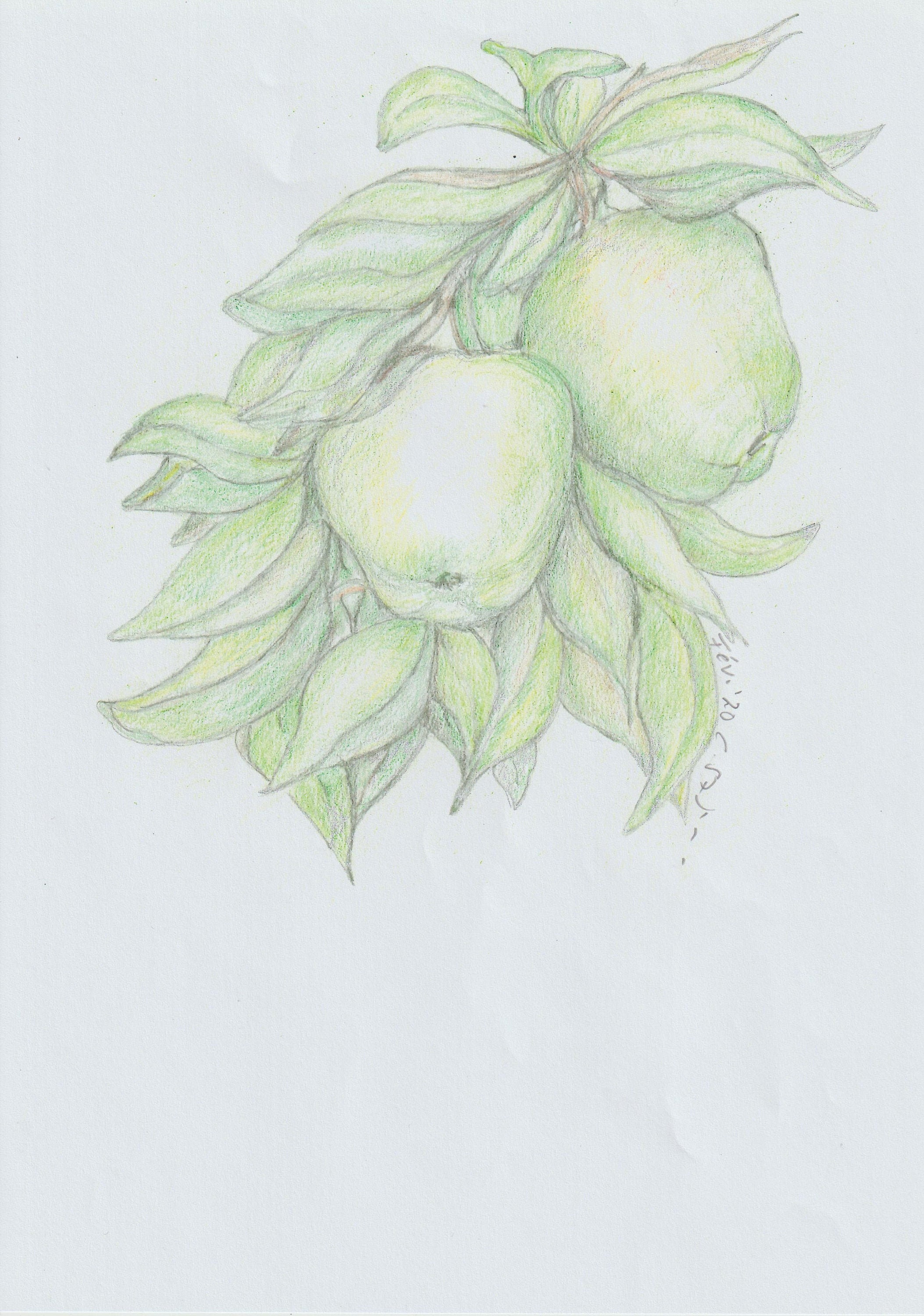 Green Apple Pencil Drawing