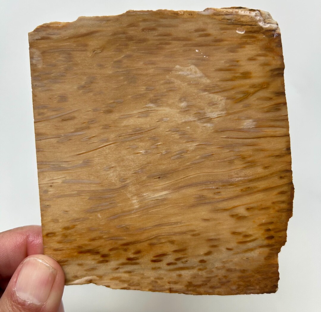 Palm Wood Stone Lapidary Slab, 6mm Thick, Rough Stone, Cabochon Slab ...