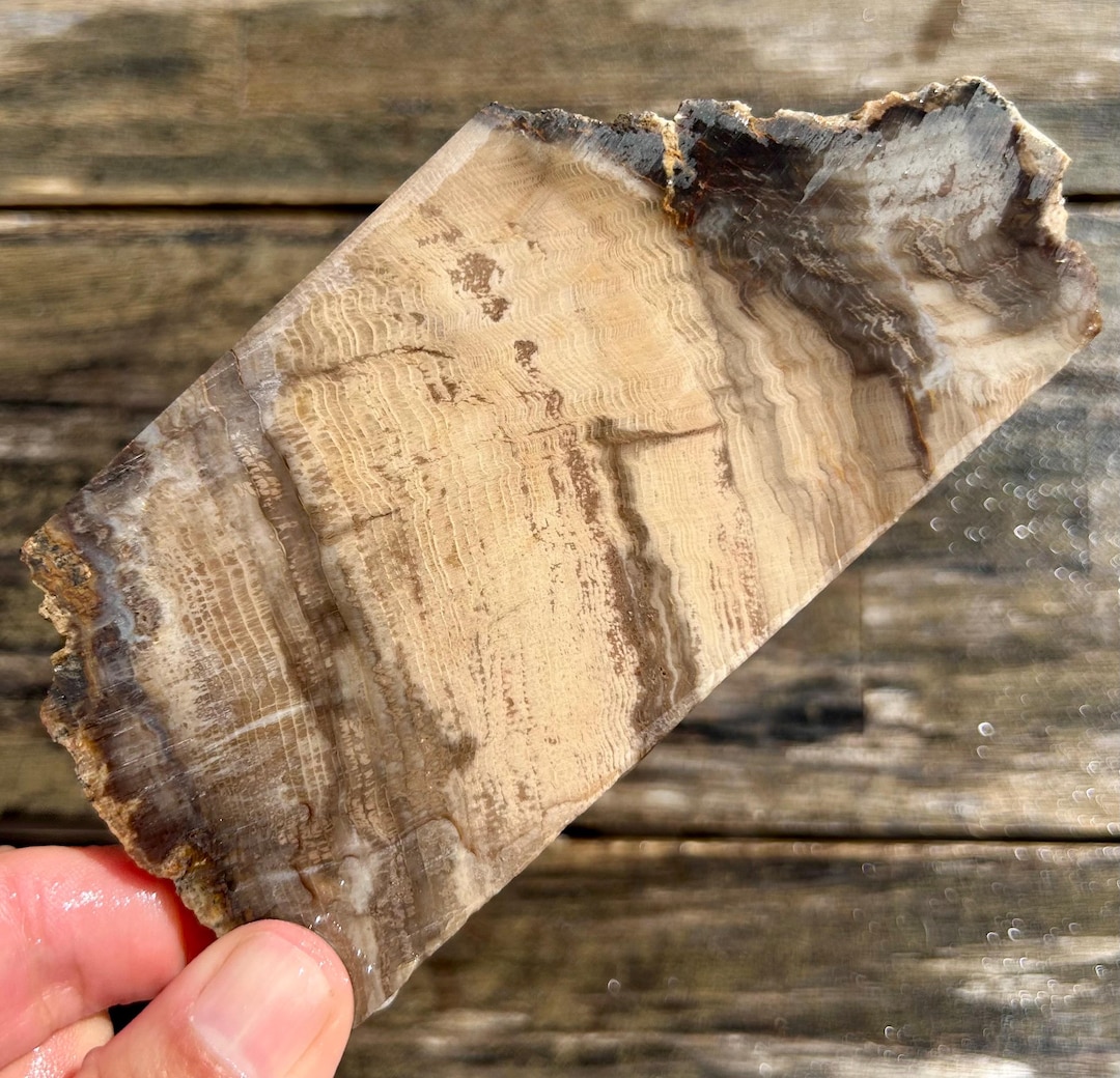 Mcdermitt Petrified Wood Slab: Lapidary Material (112g, 6mm Thick) - Etsy