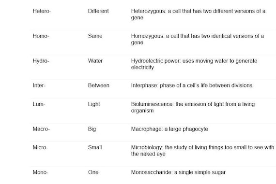 Latin Derivatives Worksheet
