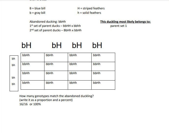 Dihybrid Punnett Square Worksheet