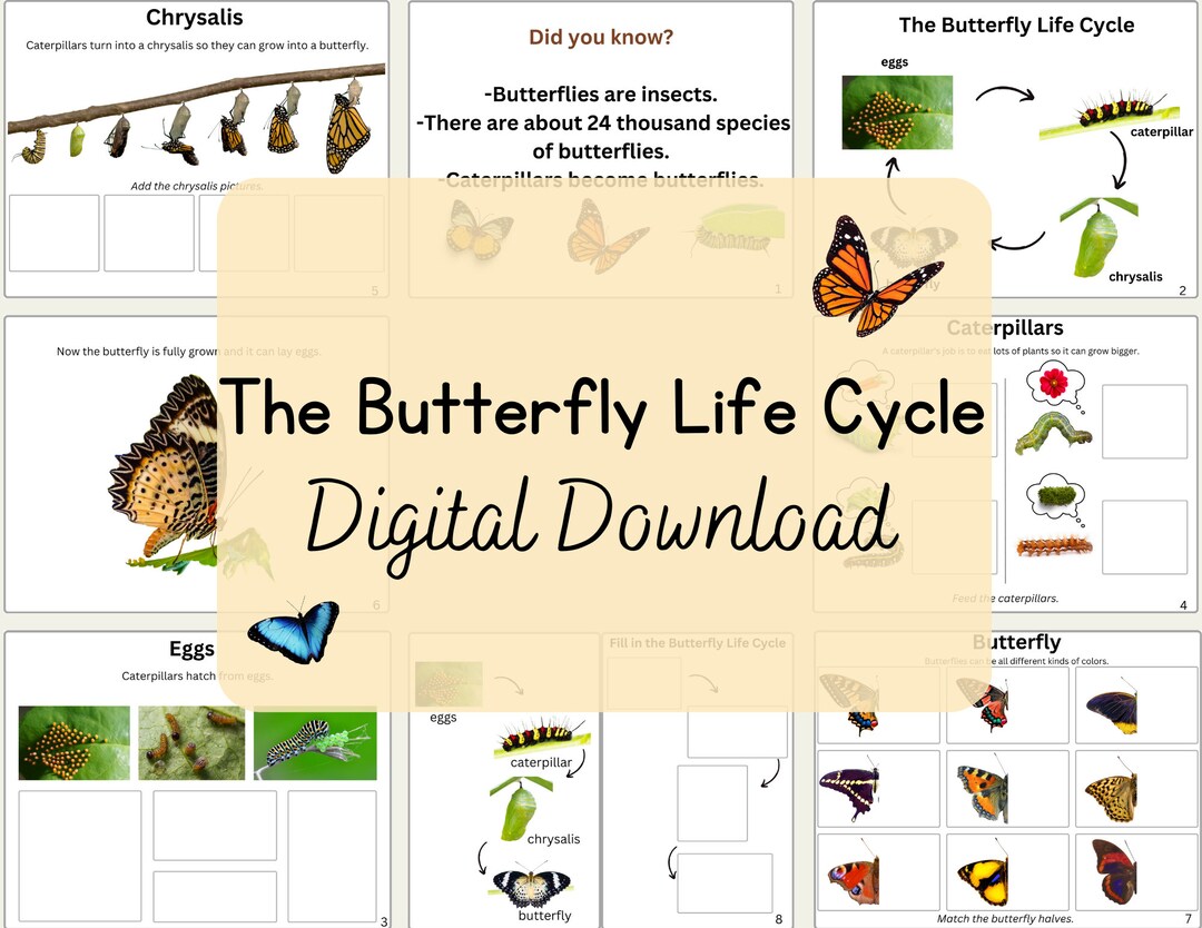 The Butterfly Life Cycle Digital Download Activity Learning Book for ...