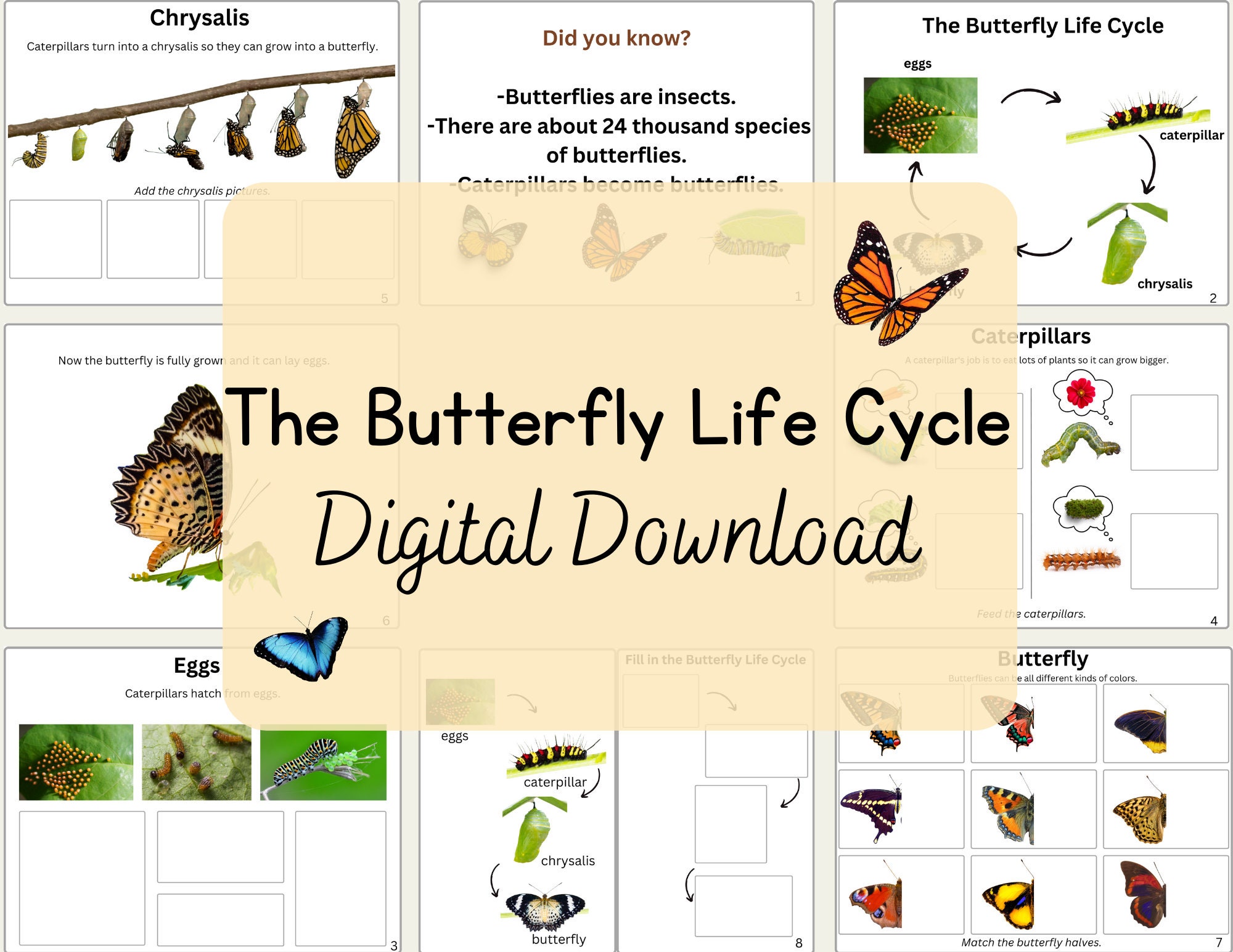 The Butterfly Life Cycle Digital Download Activity Learning Book for ...