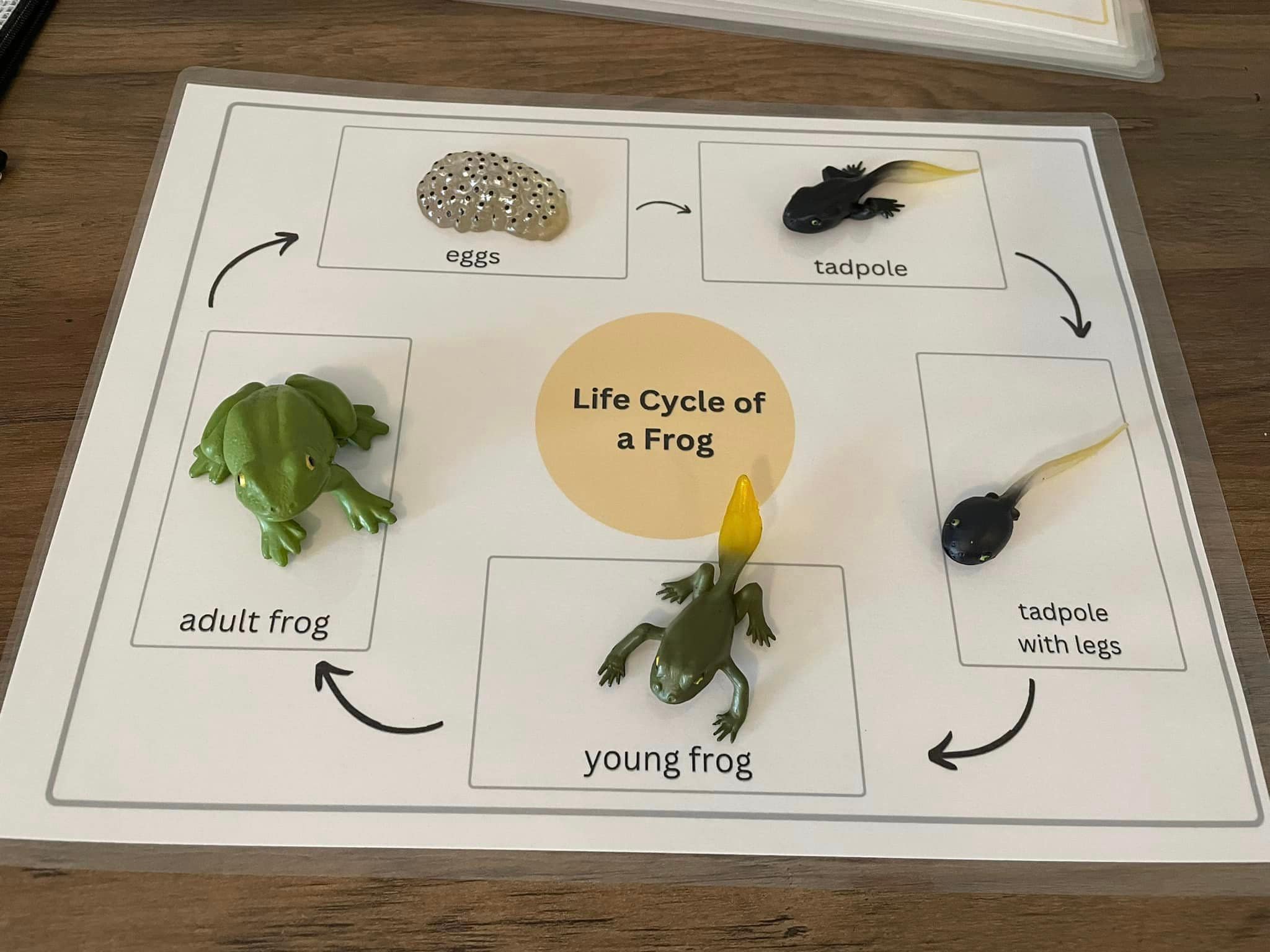 The Frog Life Cycle Digital Download Activity Learning Book for ELA ...