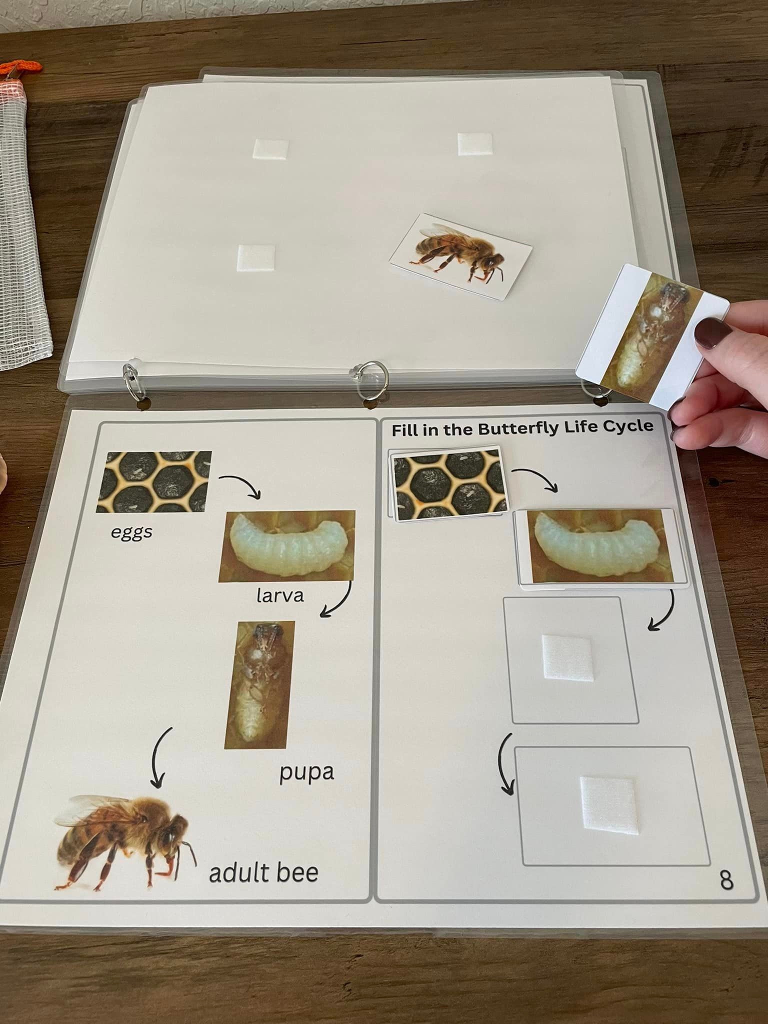 The Bee Life Cycle Digital Download Activity Learning Book for ELA ...