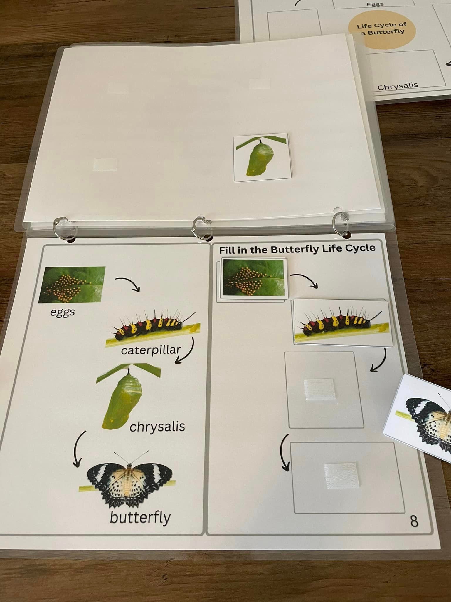 The Butterfly Life Cycle Digital Download Activity Learning Book for ...