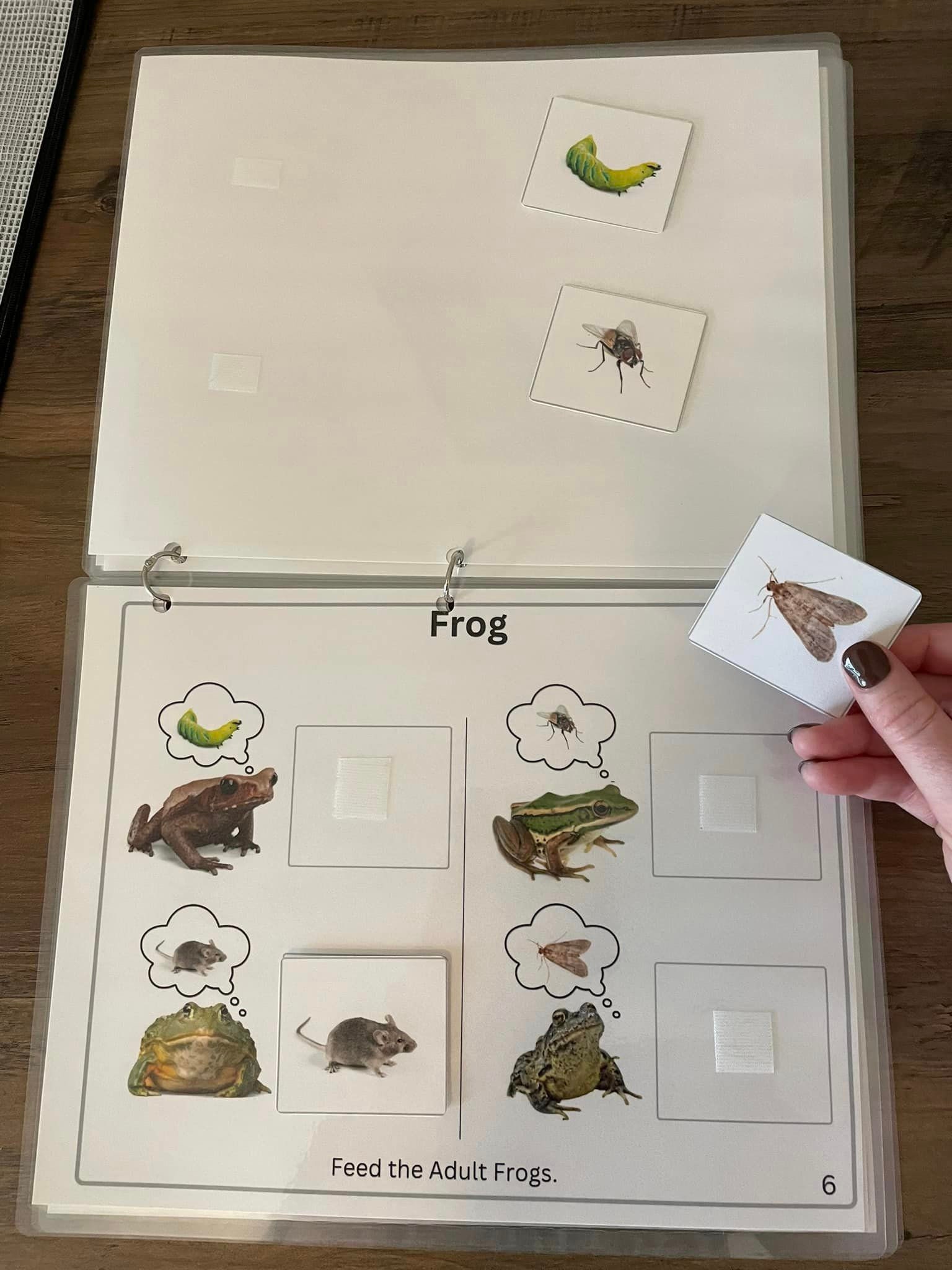 The Frog Life Cycle Digital Download Activity Learning Book for ELA ...