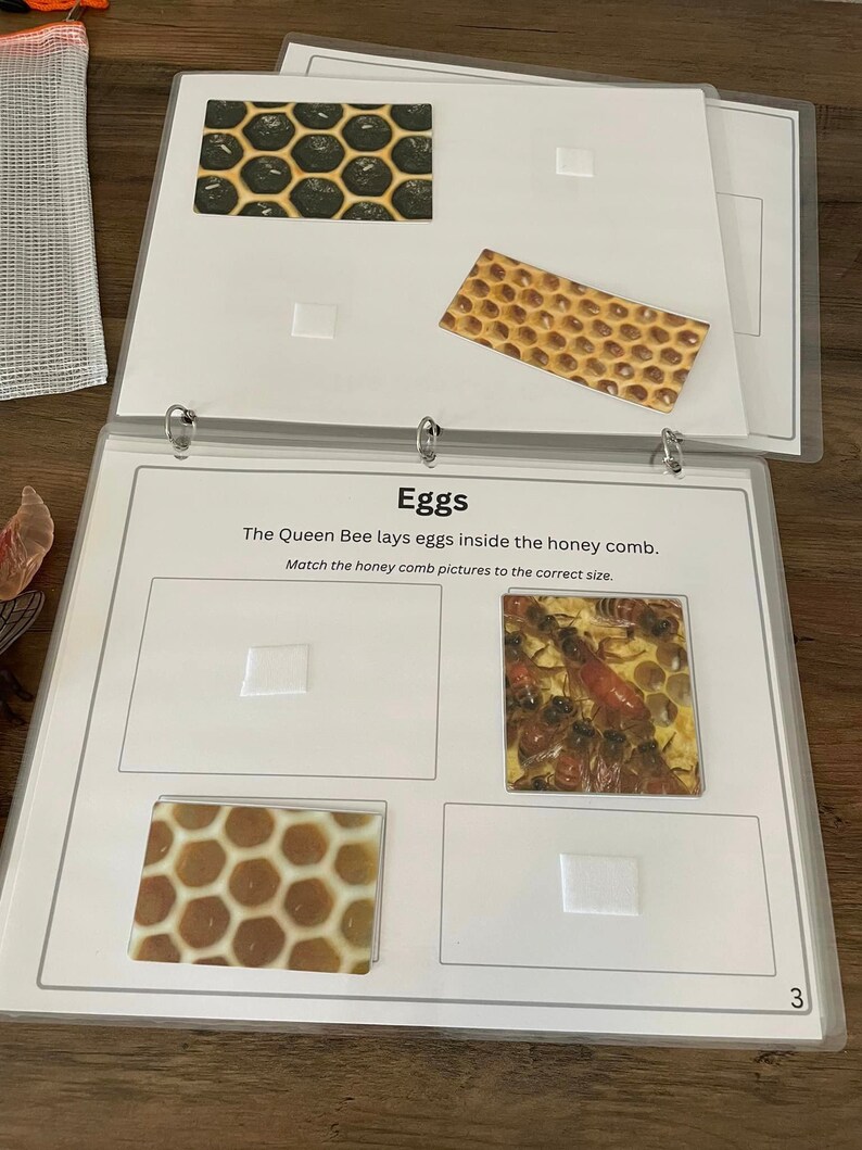 The Bee Life Cycle Digital Download Activity Learning Book for ELA ...