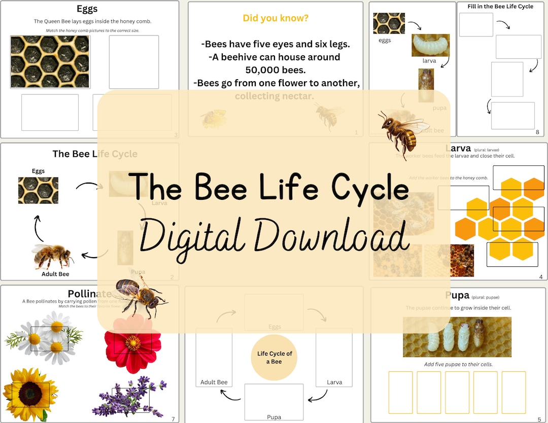 The Bee Life Cycle Digital Download Activity Learning Book for ELA ...