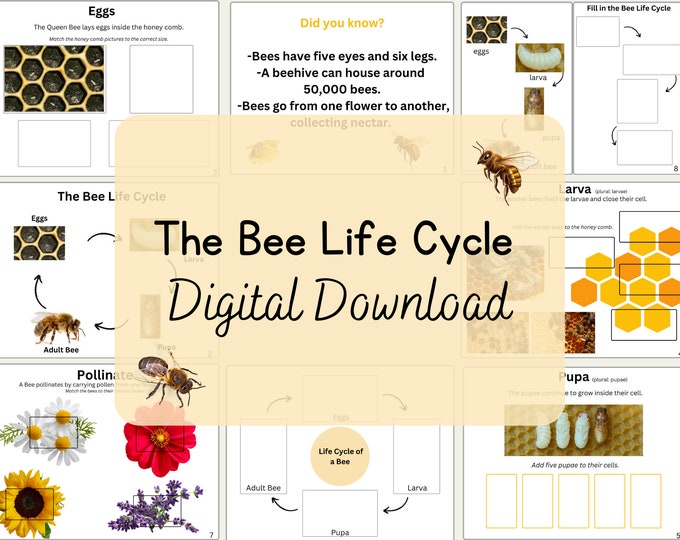 The Bee Life Cycle Digital Download Activity Learning Book for ELA ...