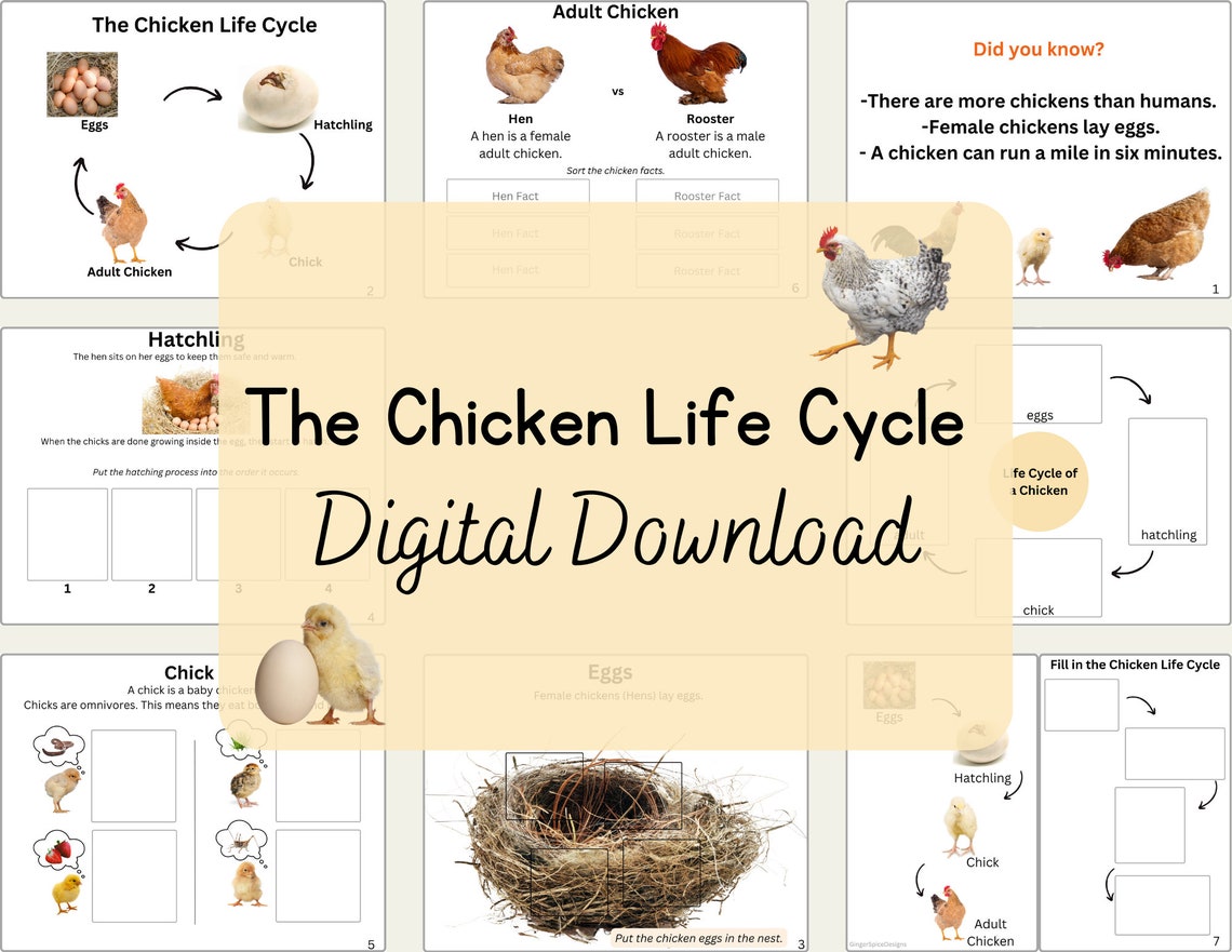 The Chicken Life Cycle Digital Download Activity Learning Book for ELA ...