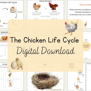 The Chicken Life Cycle Digital Download Activity Learning Book for ELA ...