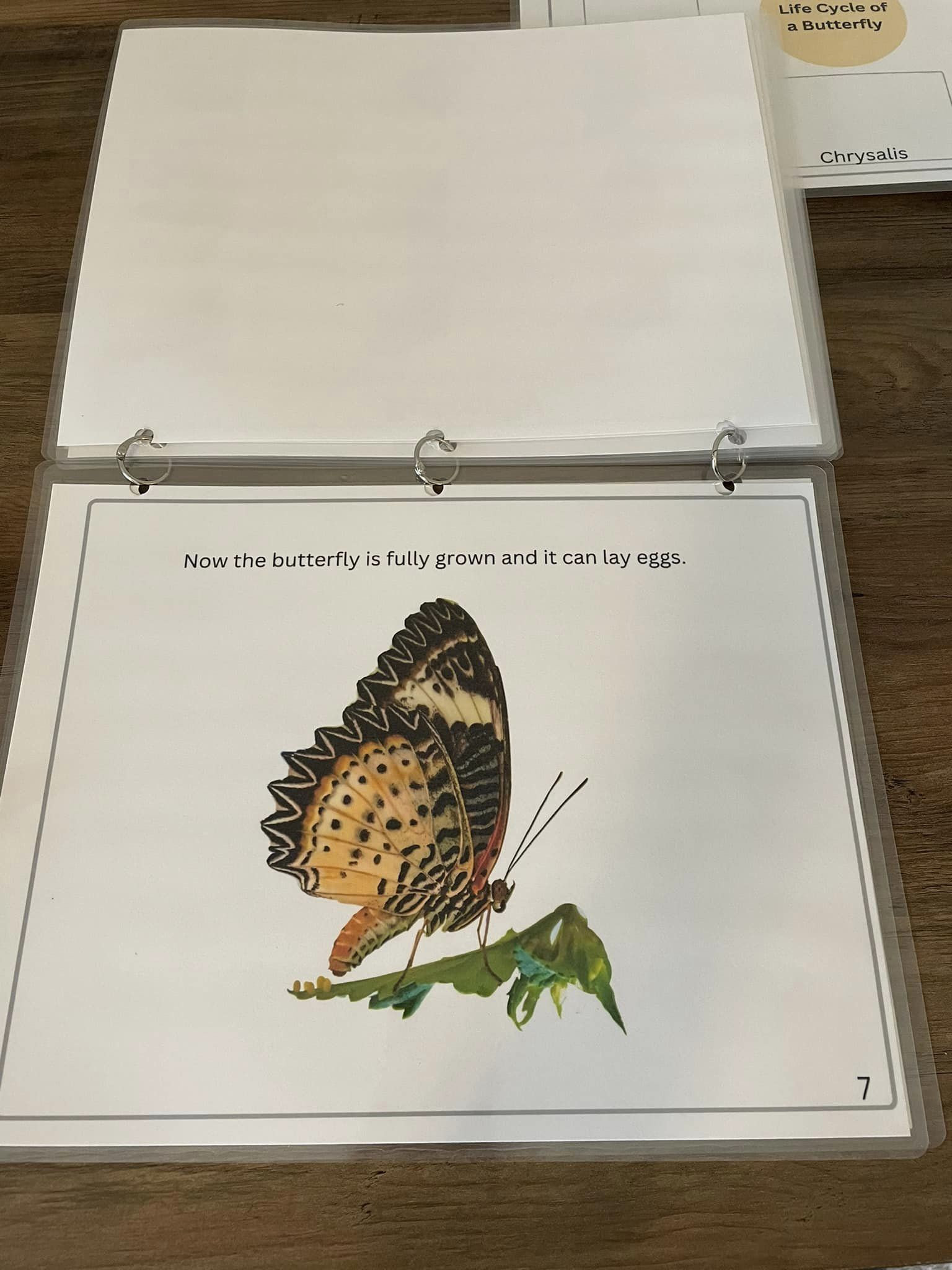 The Butterfly Life Cycle Digital Download Activity Learning Book for ...