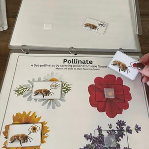The Bee Life Cycle Digital Download Activity Learning Book for ELA, Preschool, Homeschool Etc - Etsy