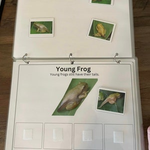 The Frog Life Cycle Digital Download Activity Learning Book for ELA ...