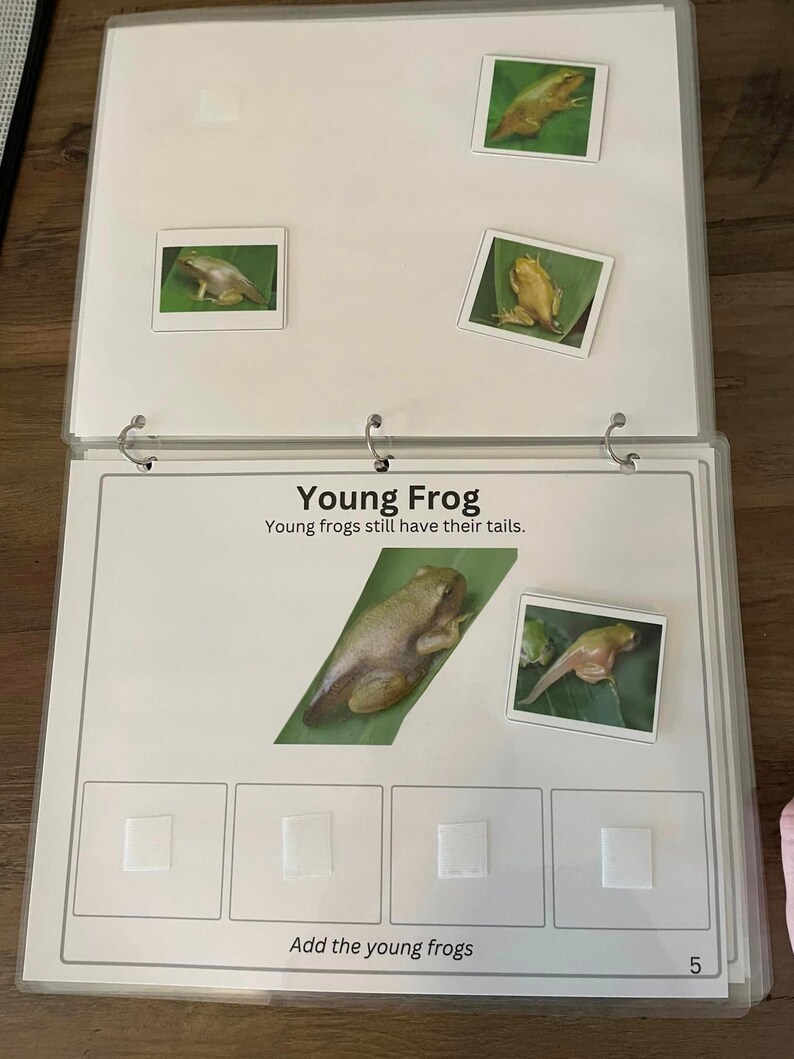 The Frog Life Cycle Digital Download Activity Learning Book for ELA ...