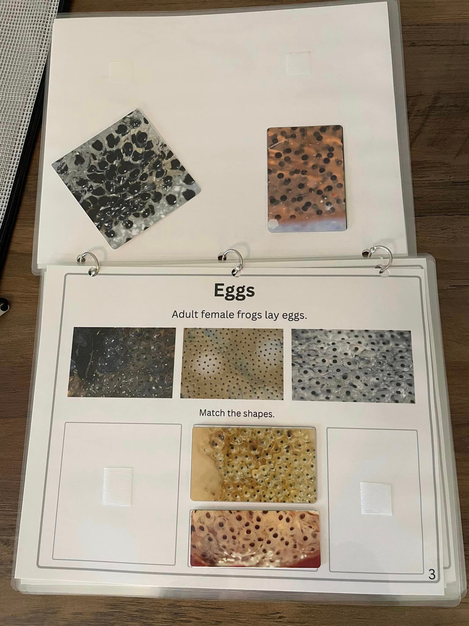 The Frog Life Cycle Digital Download Activity Learning Book for ELA ...