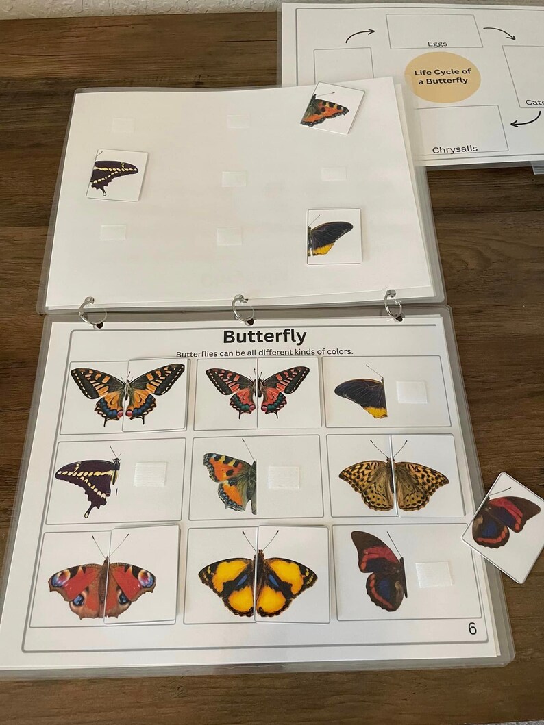 The Butterfly Life Cycle Digital Download Activity Learning Book for ...