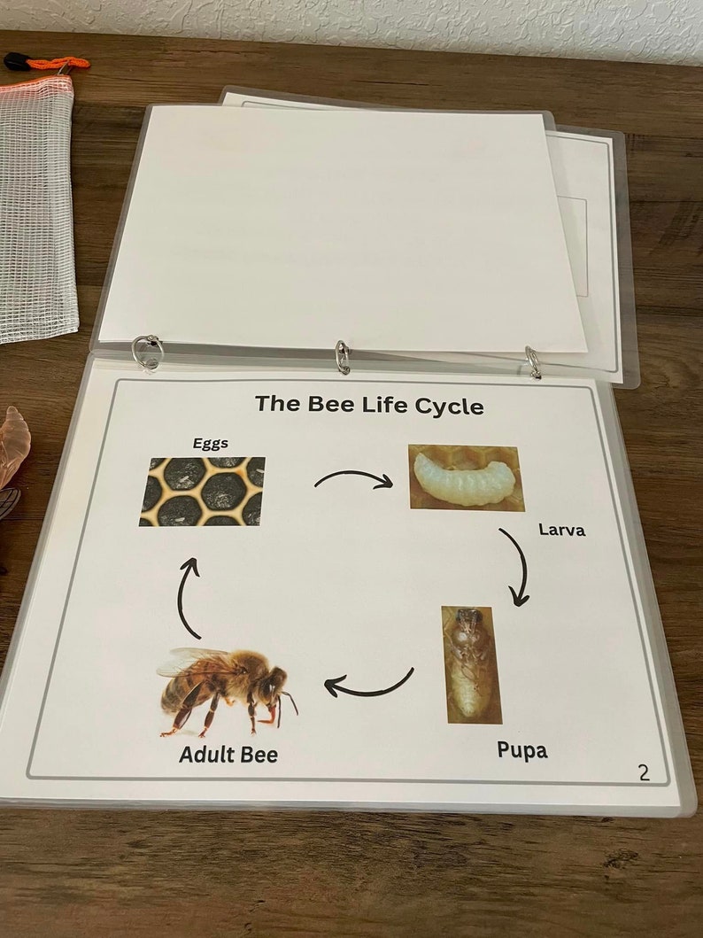 The Bee Life Cycle Digital Download Activity Learning Book for ELA ...
