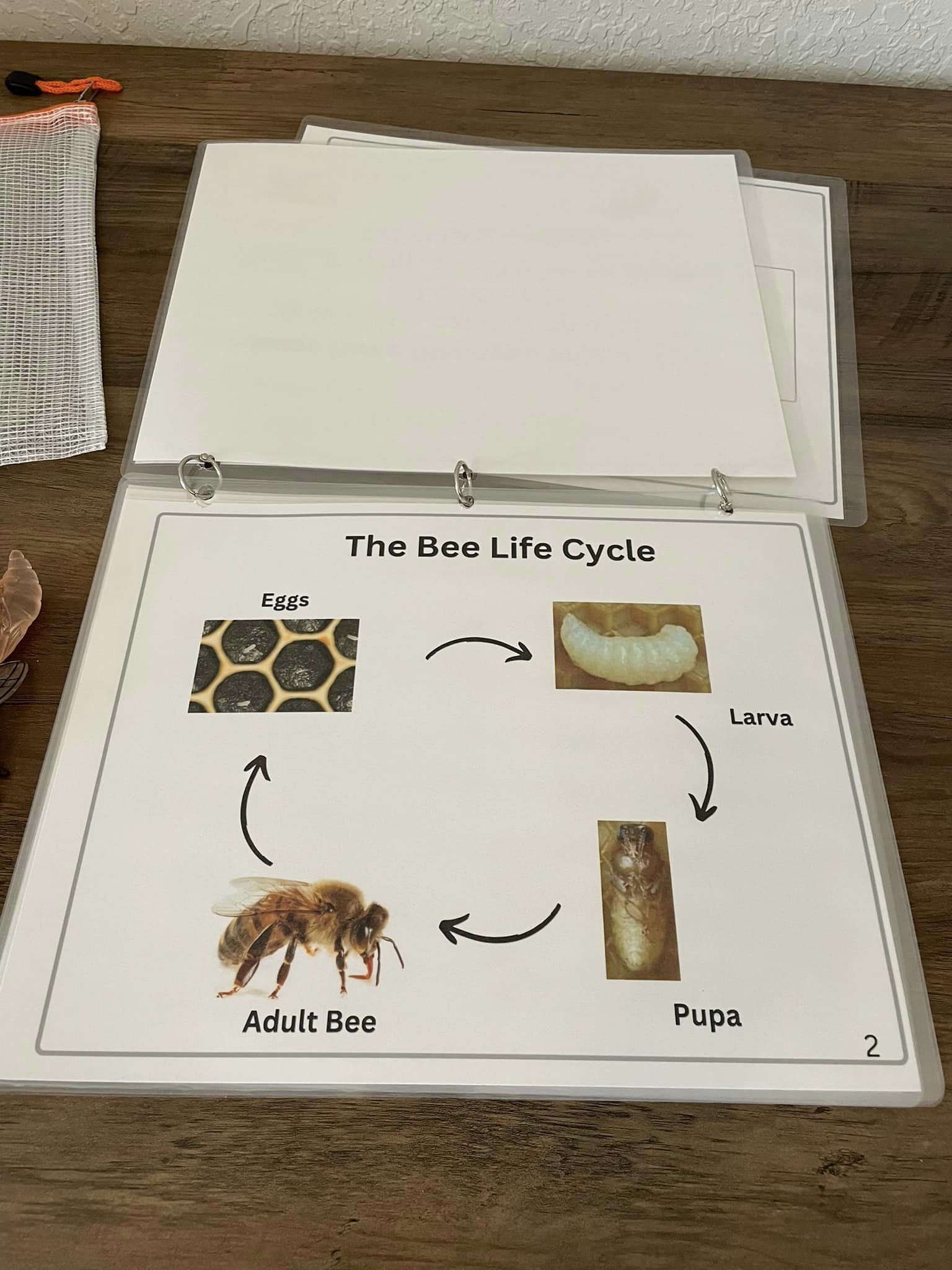 The Bee Life Cycle Digital Download Activity Learning Book for ELA ...