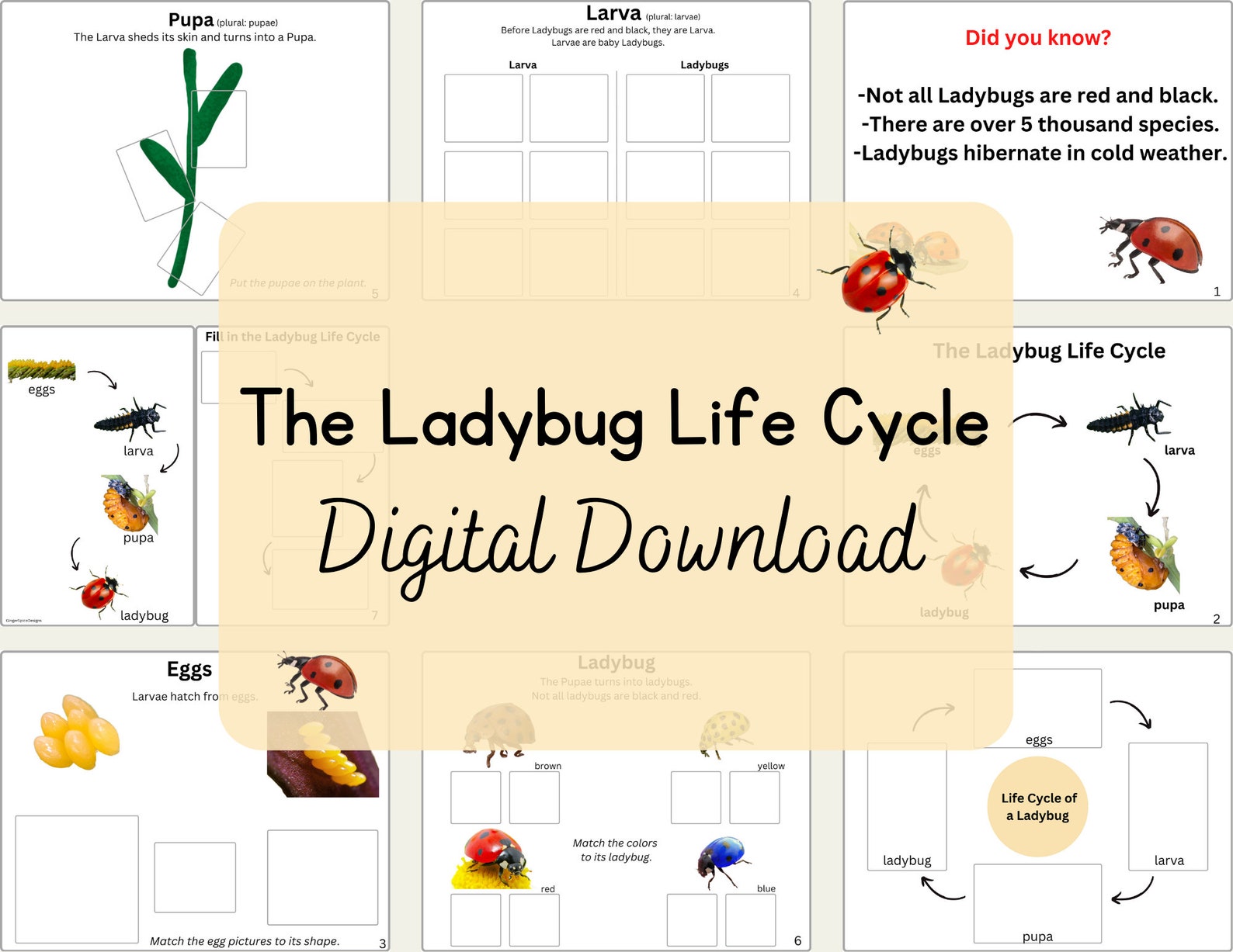 The Ladybug Life Cycle Digital Download Activity Learning Book for ELA ...